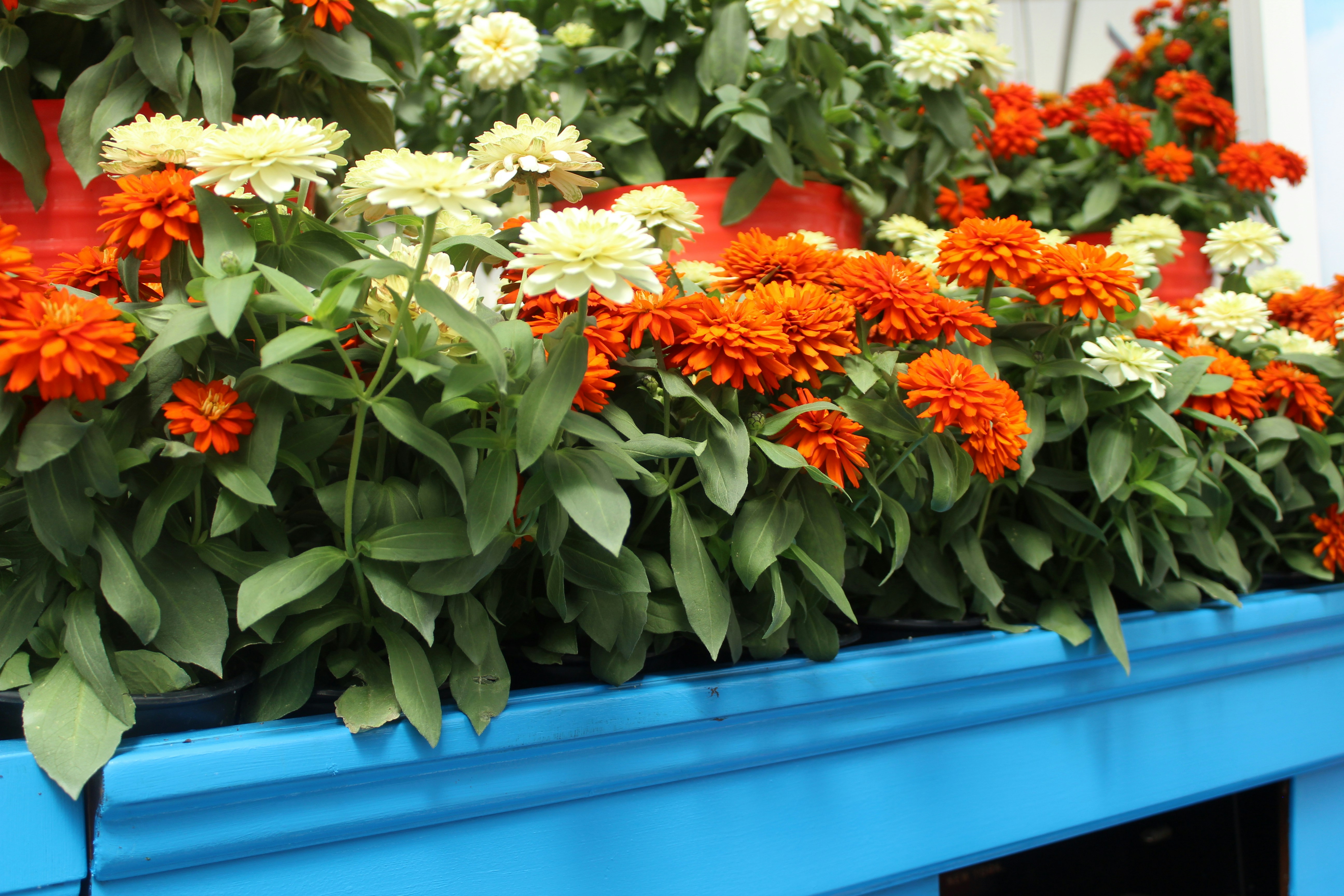 A lush arrangement of orange and white flowers cascading over a bright blue planter, showcasing the beauty of nature's palette.