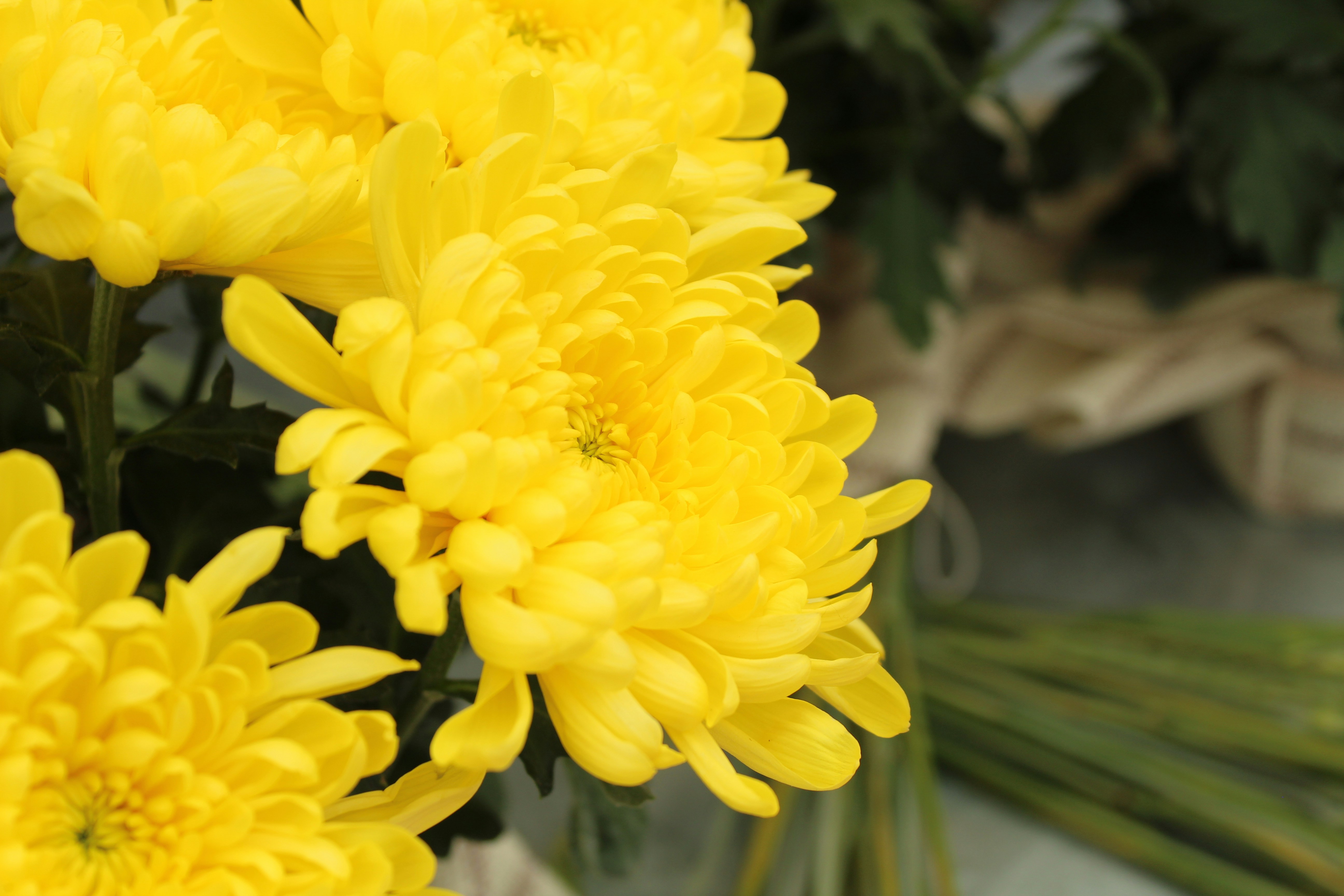 a group of yellow flowers