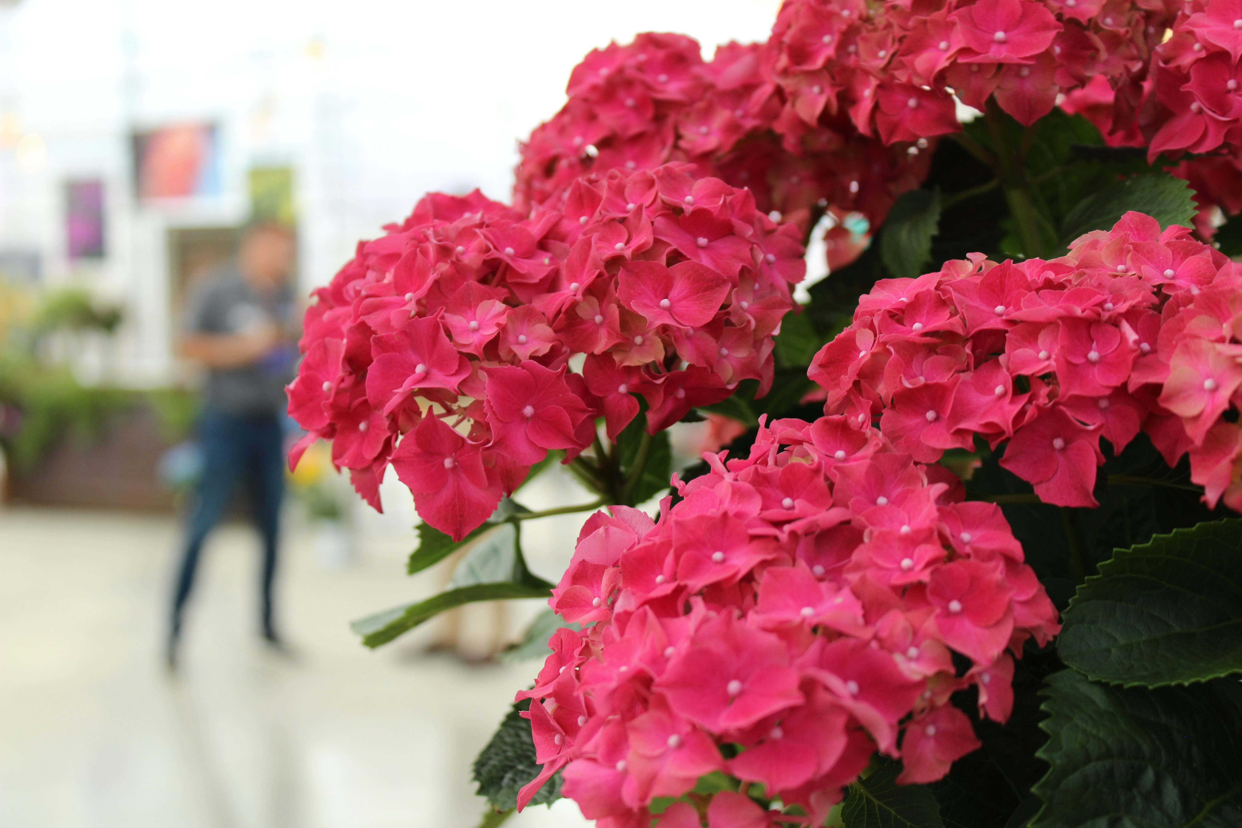 Vivid Pink Hydrangea in Sharp Foreground with a Soft, Busy Background