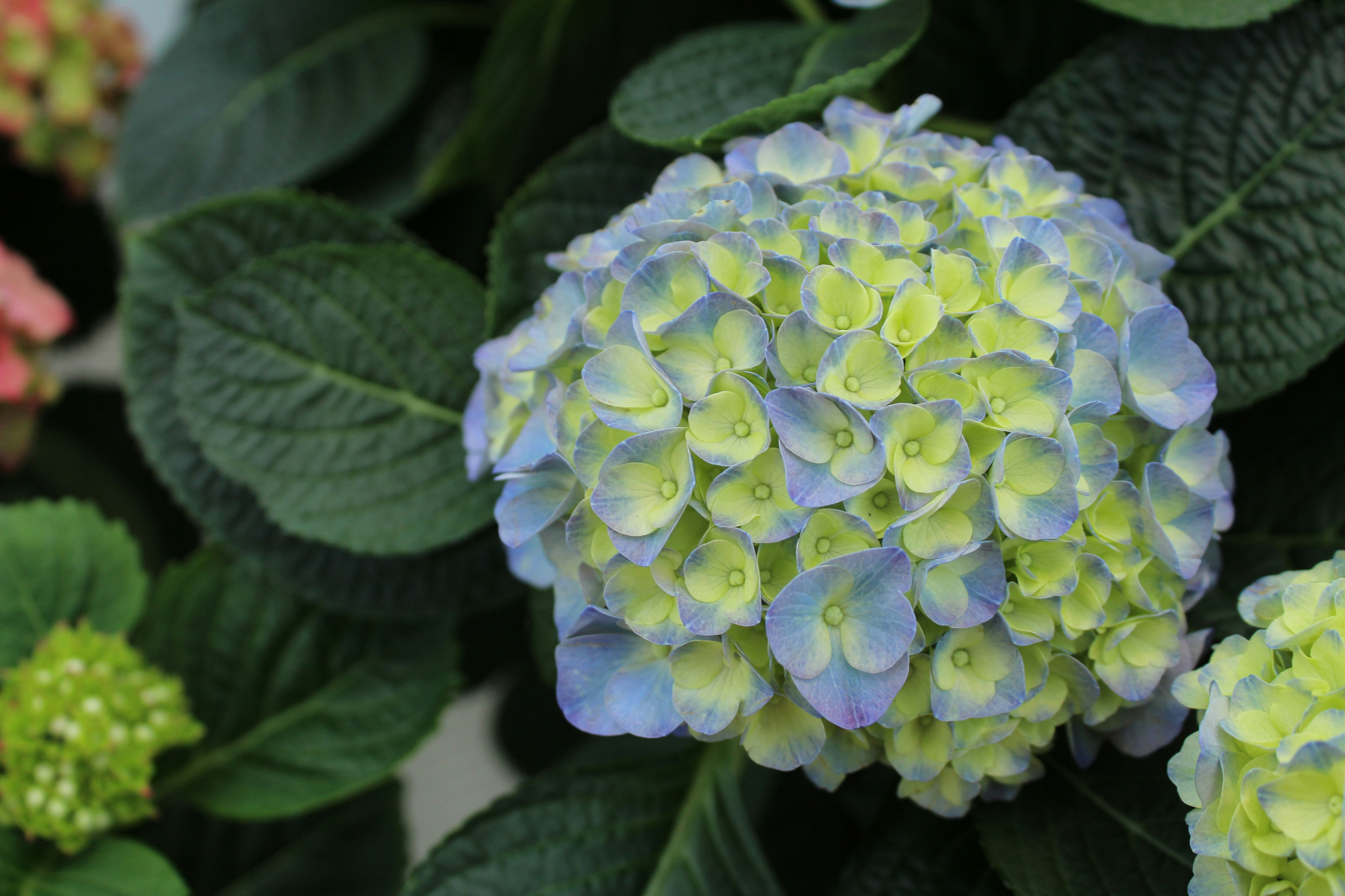Pastel Hydrangea Bloom: Soft Tones in a Leafy Frame