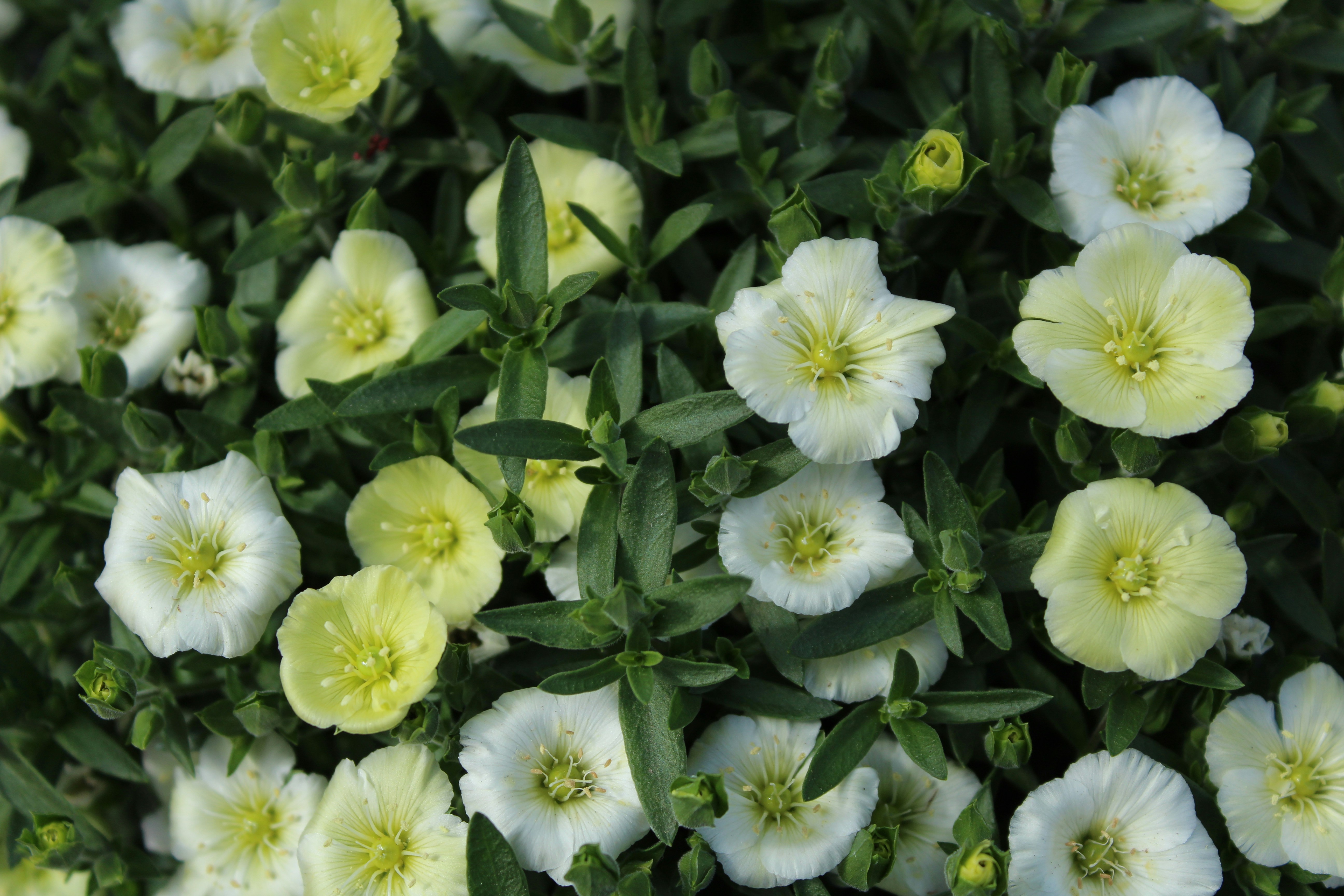Cream-dawn Petunias: A Quiet Patch of Leaves