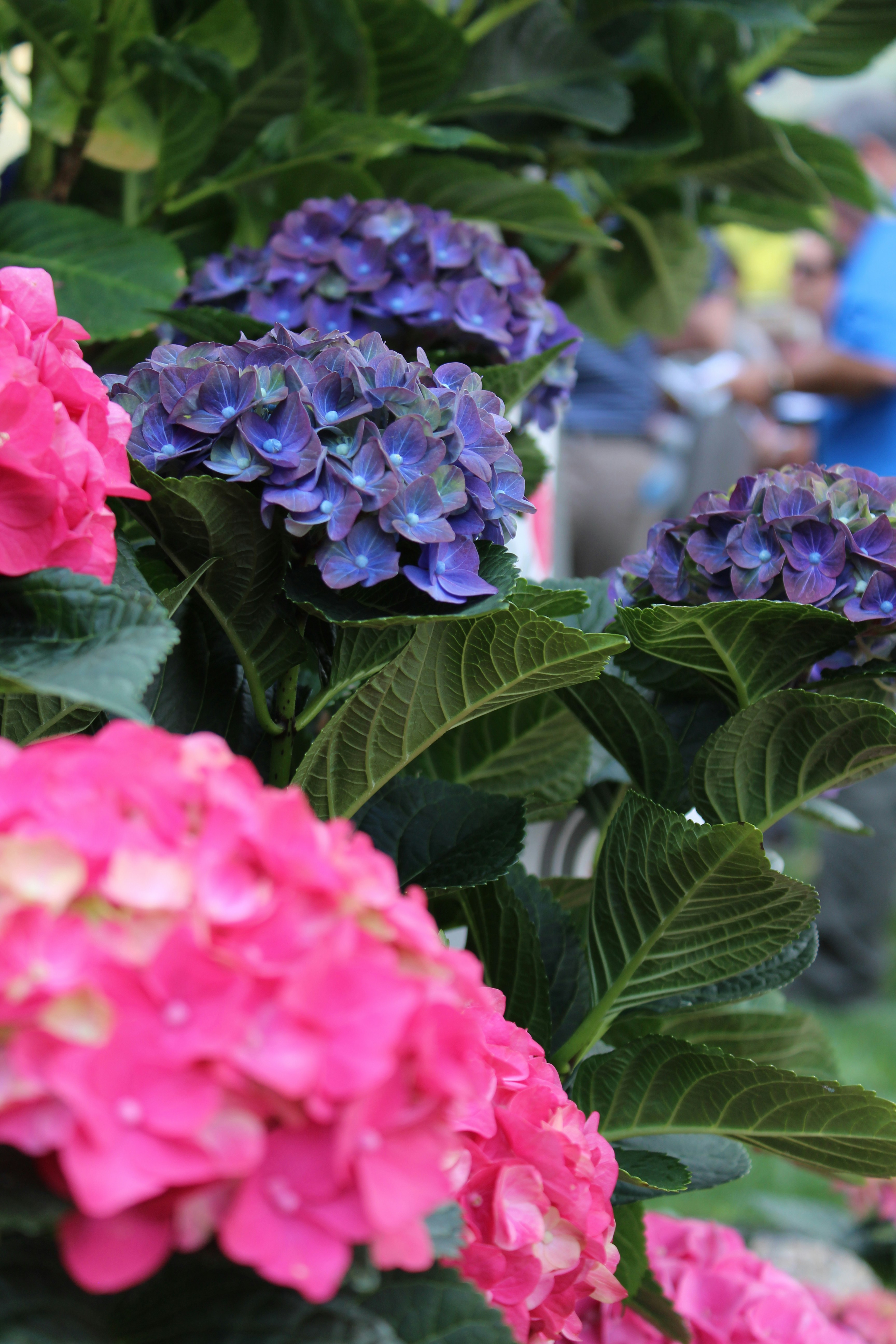 Hydrangea Trio: Pink and Purple Blooms Framing a Garden Crowd