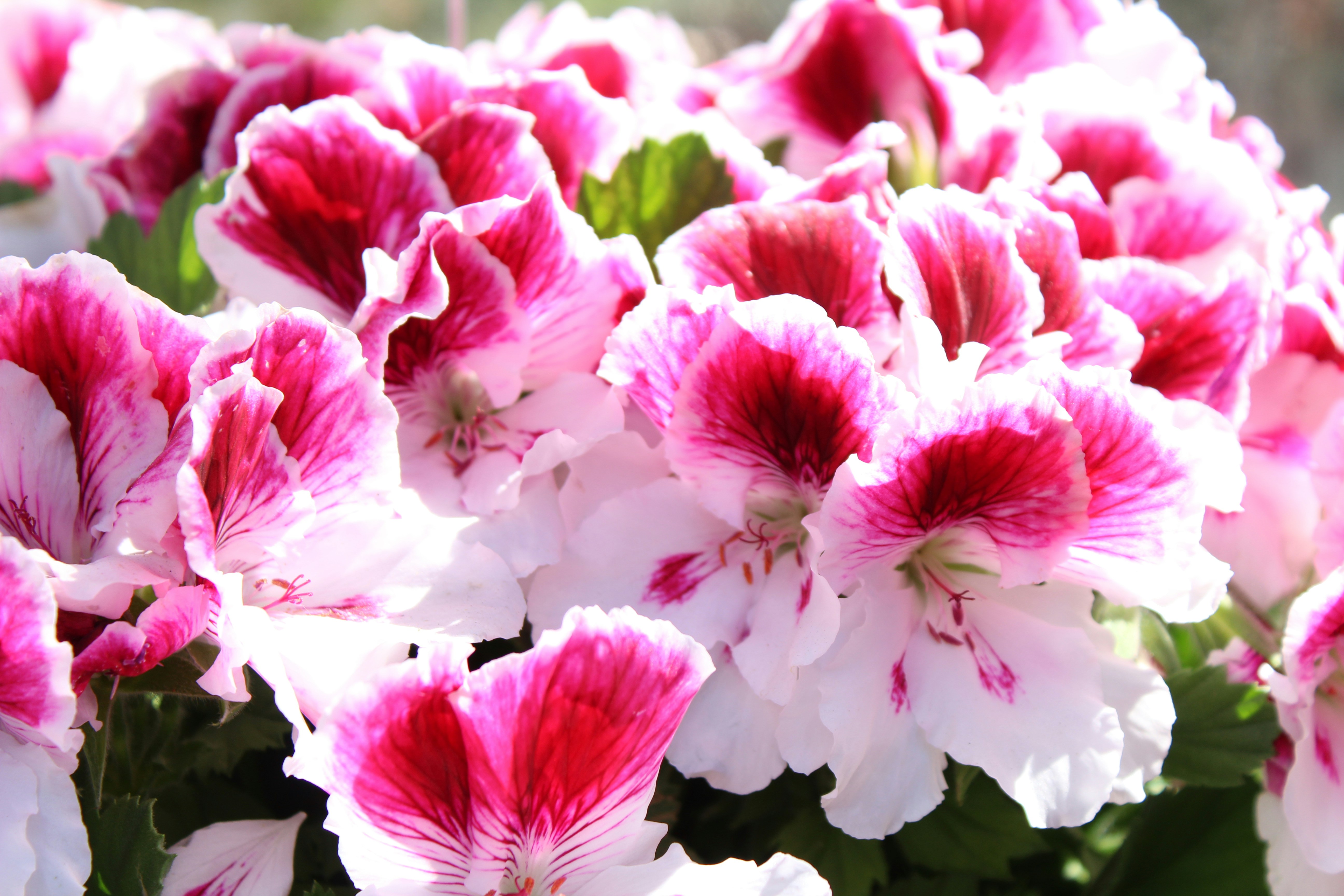 Photo by Rebecca Niver with Canon EOS 1300D