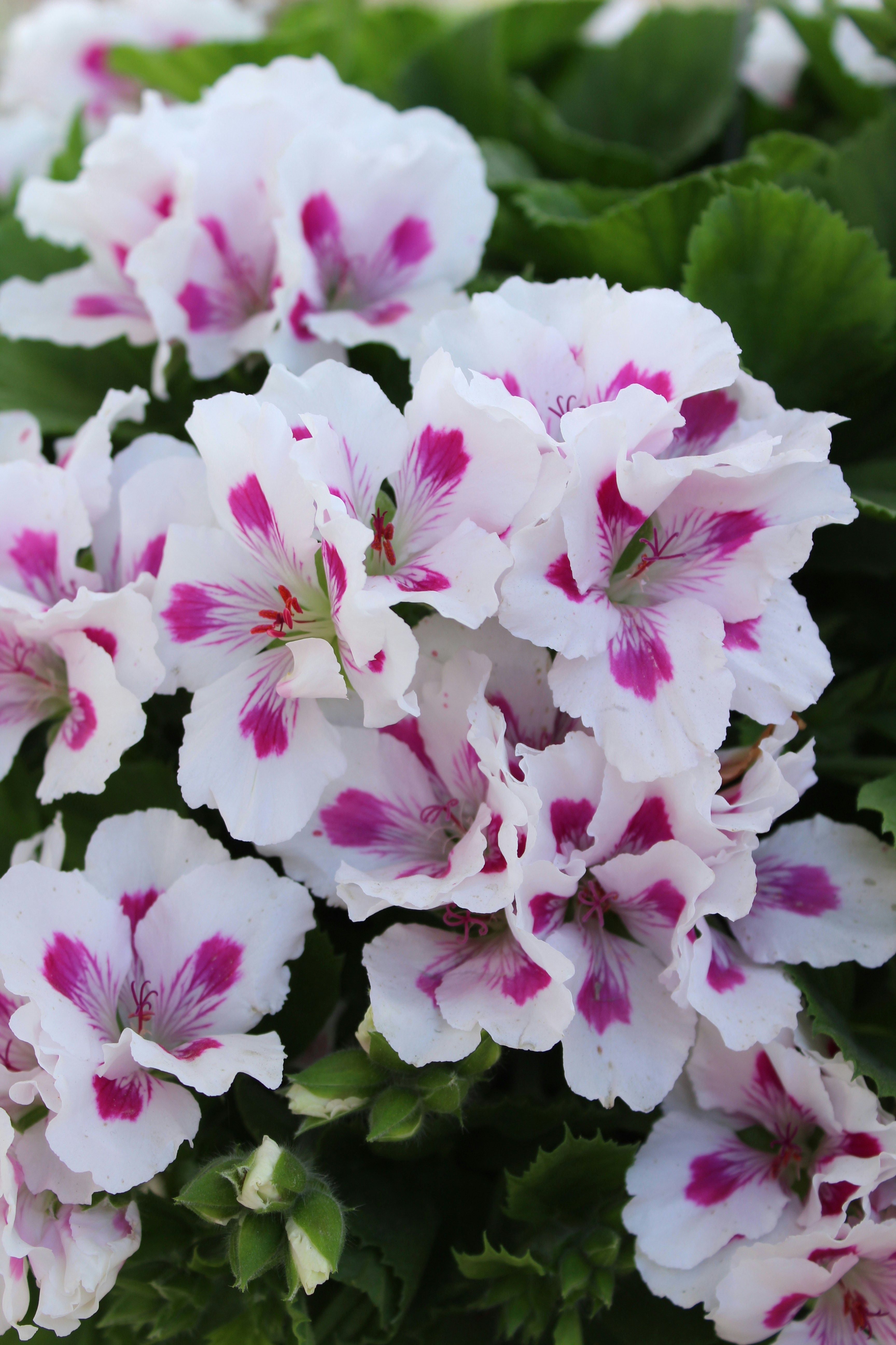 Delicate white geranium flowers adorned with vibrant pink markings, nestled amidst lush green foliage.