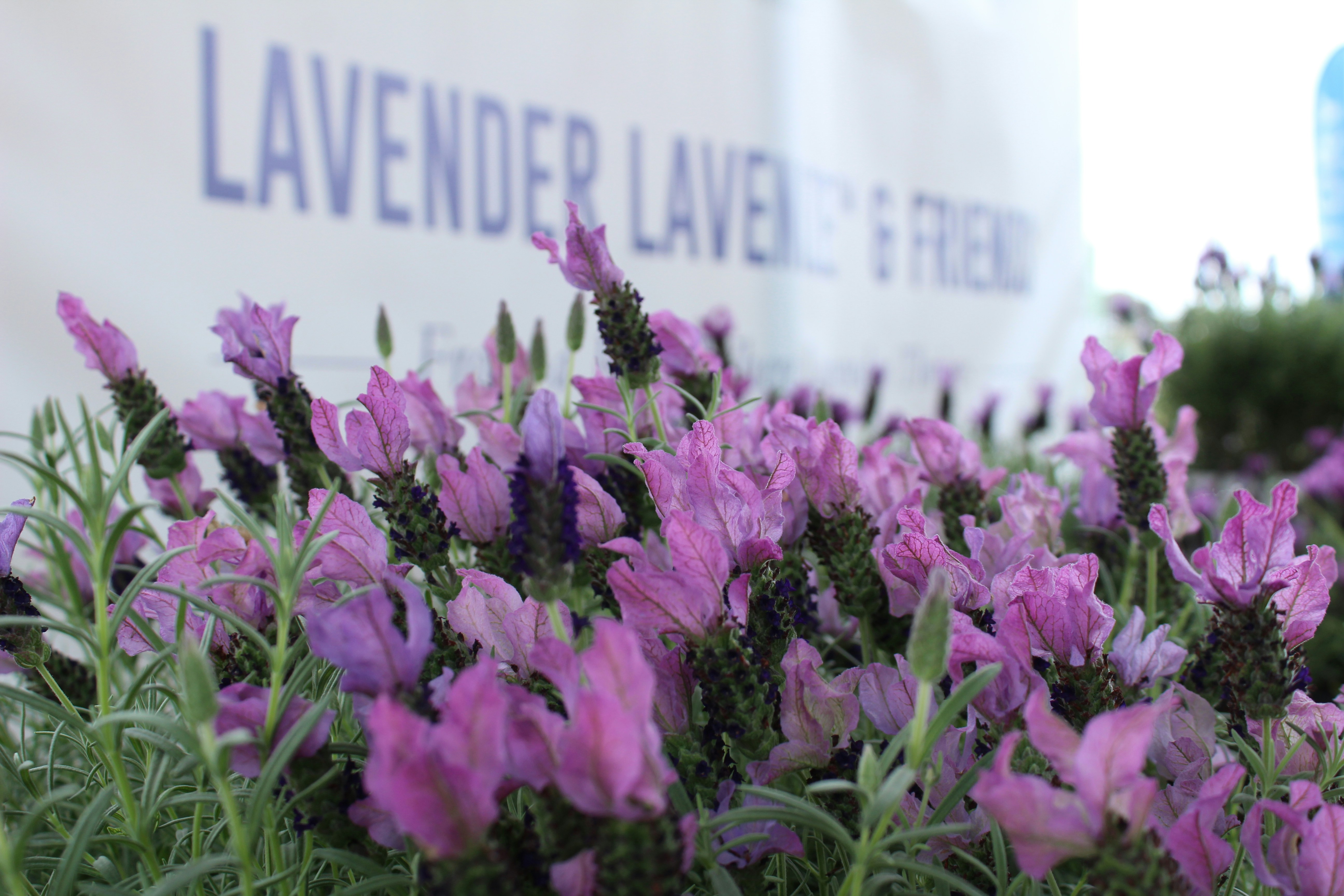 a close up of purple flowers
