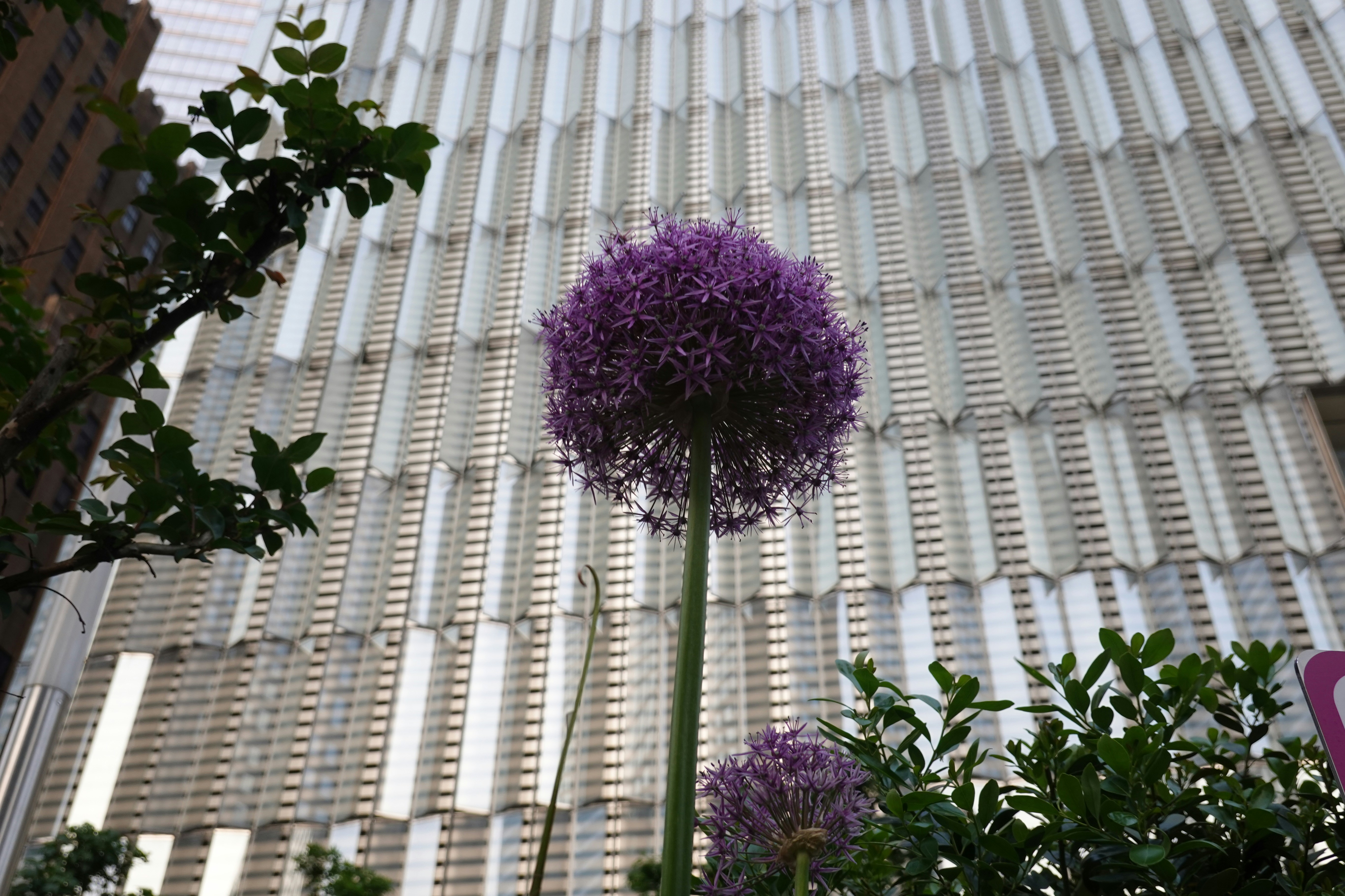 Purple Allium Rising Beneath an Urban Glass Facade