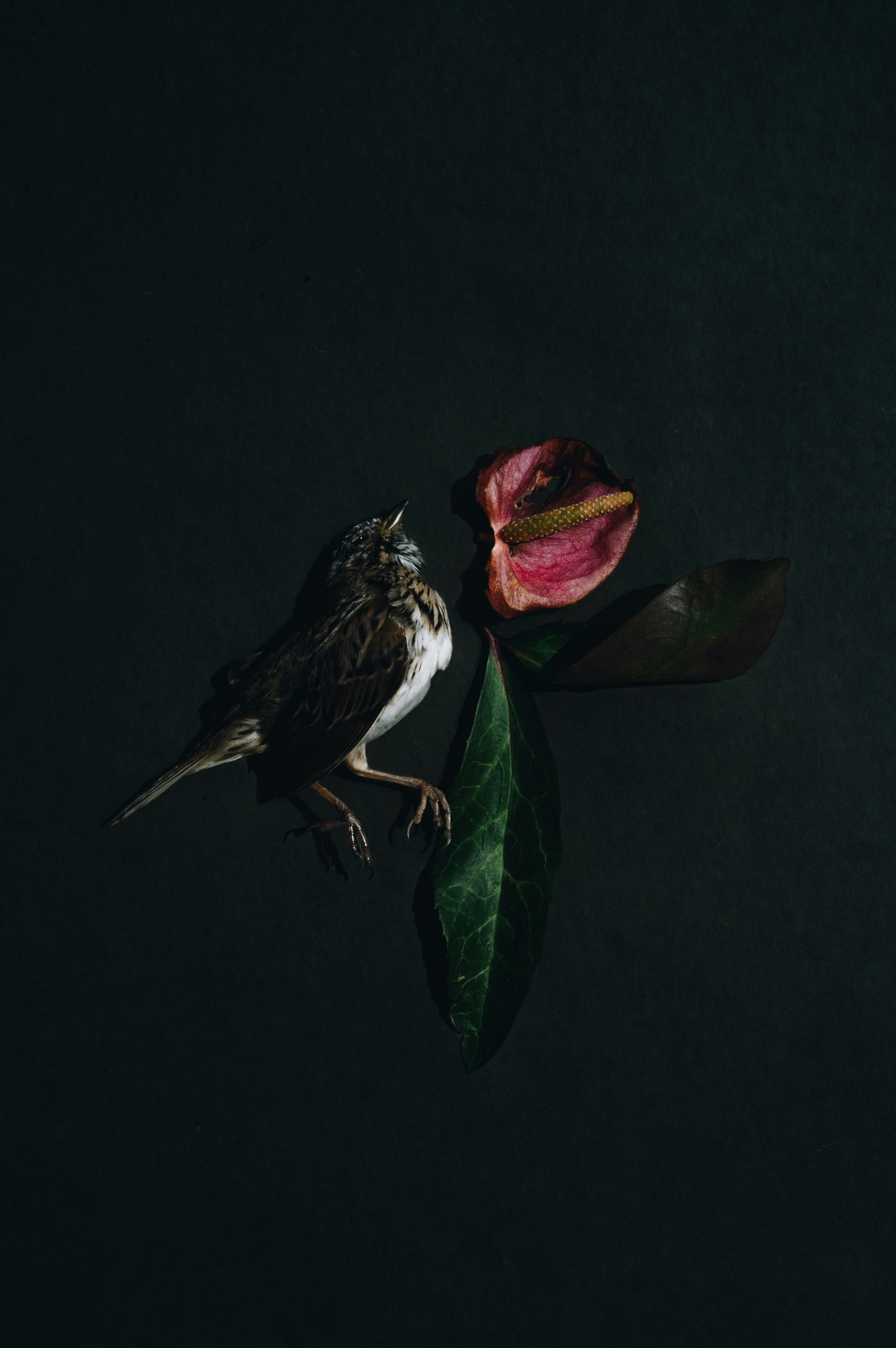 A lifeless bird rests beside a vibrant anthurium flower and leaves against a dark background, evoking themes of beauty and mortality.