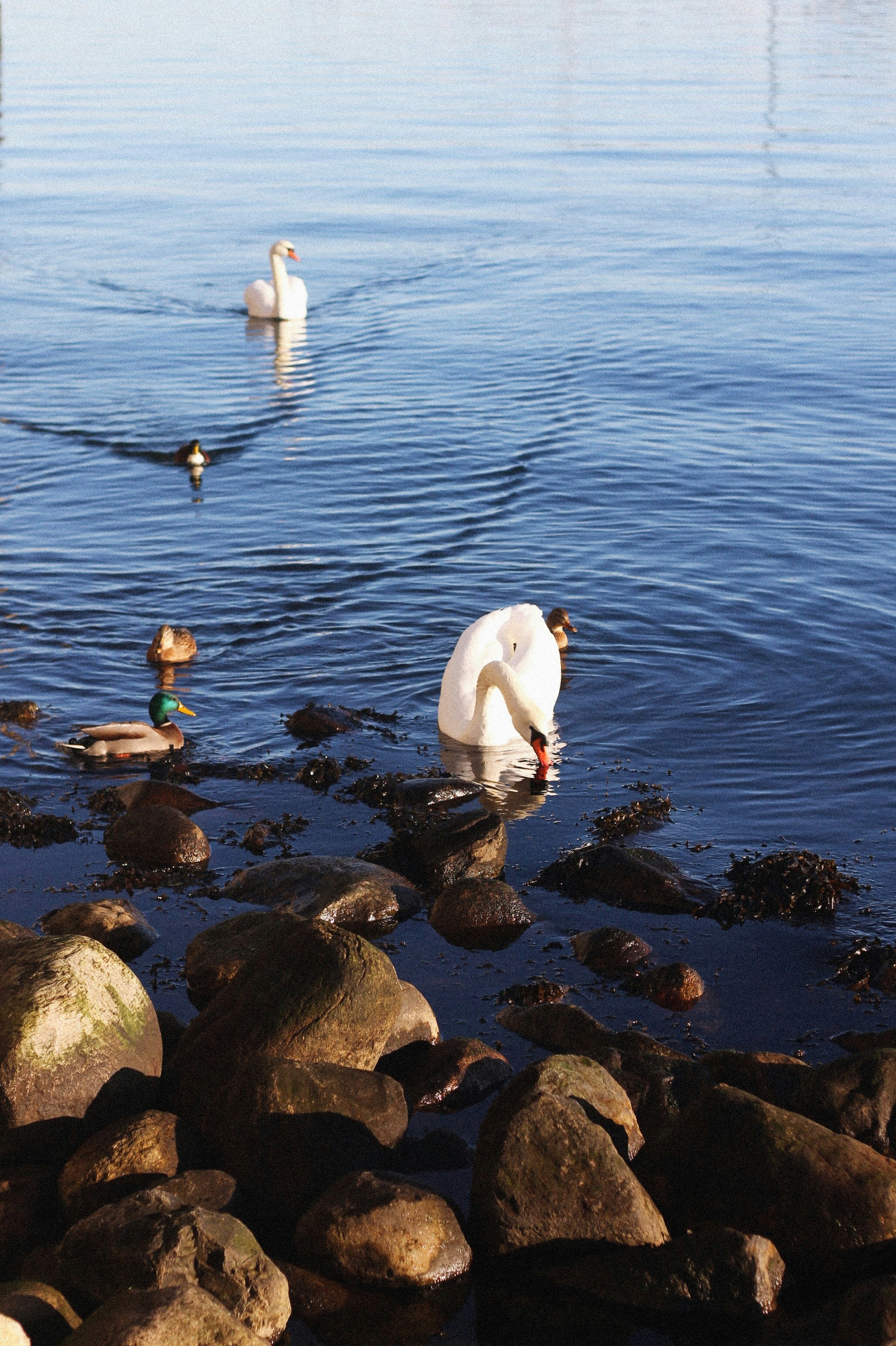 White Swan at the Rocky Shore: A Quiet Tide Portrait