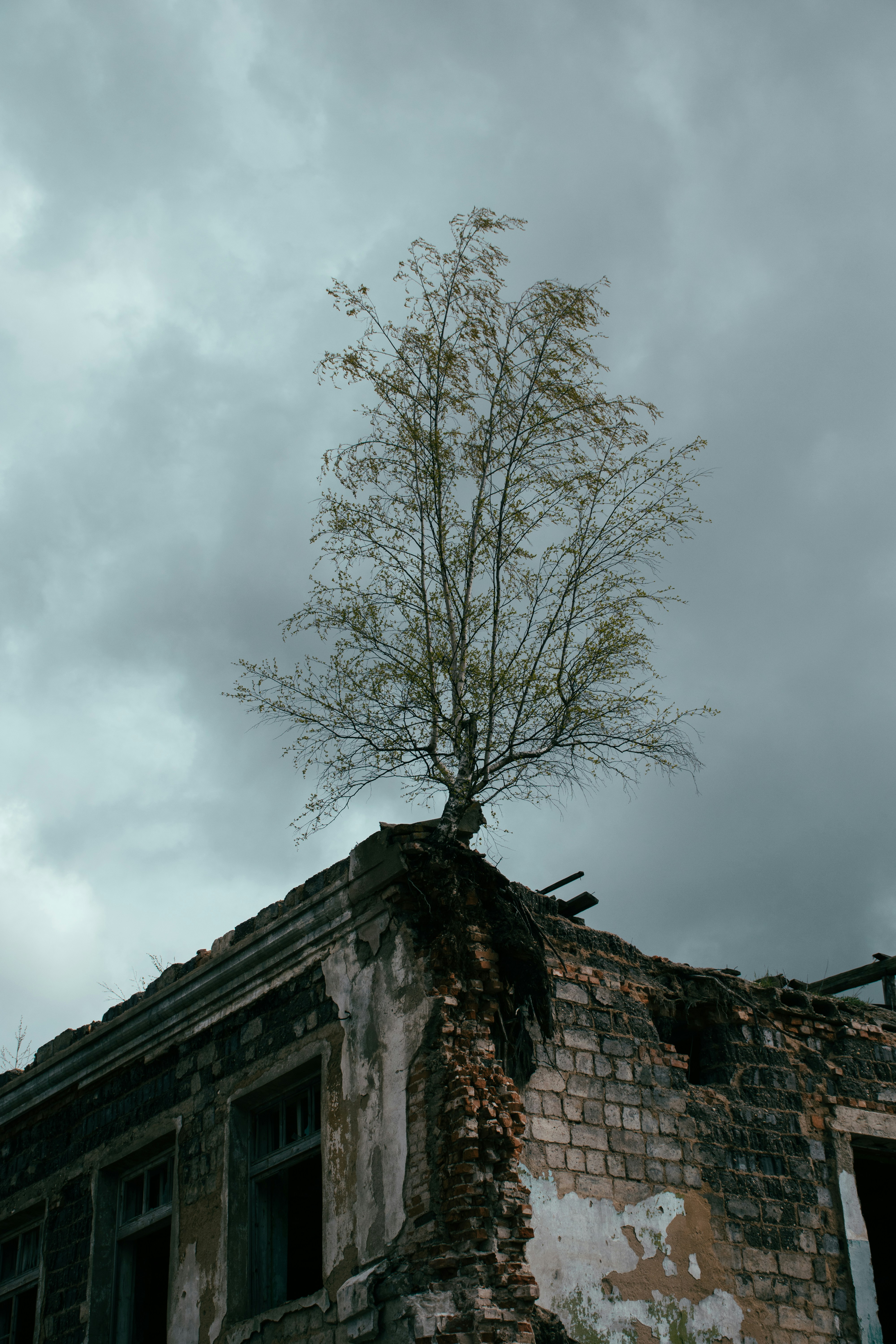 Sapling Crown on a Ruined Rooftop Under a Moody Sky