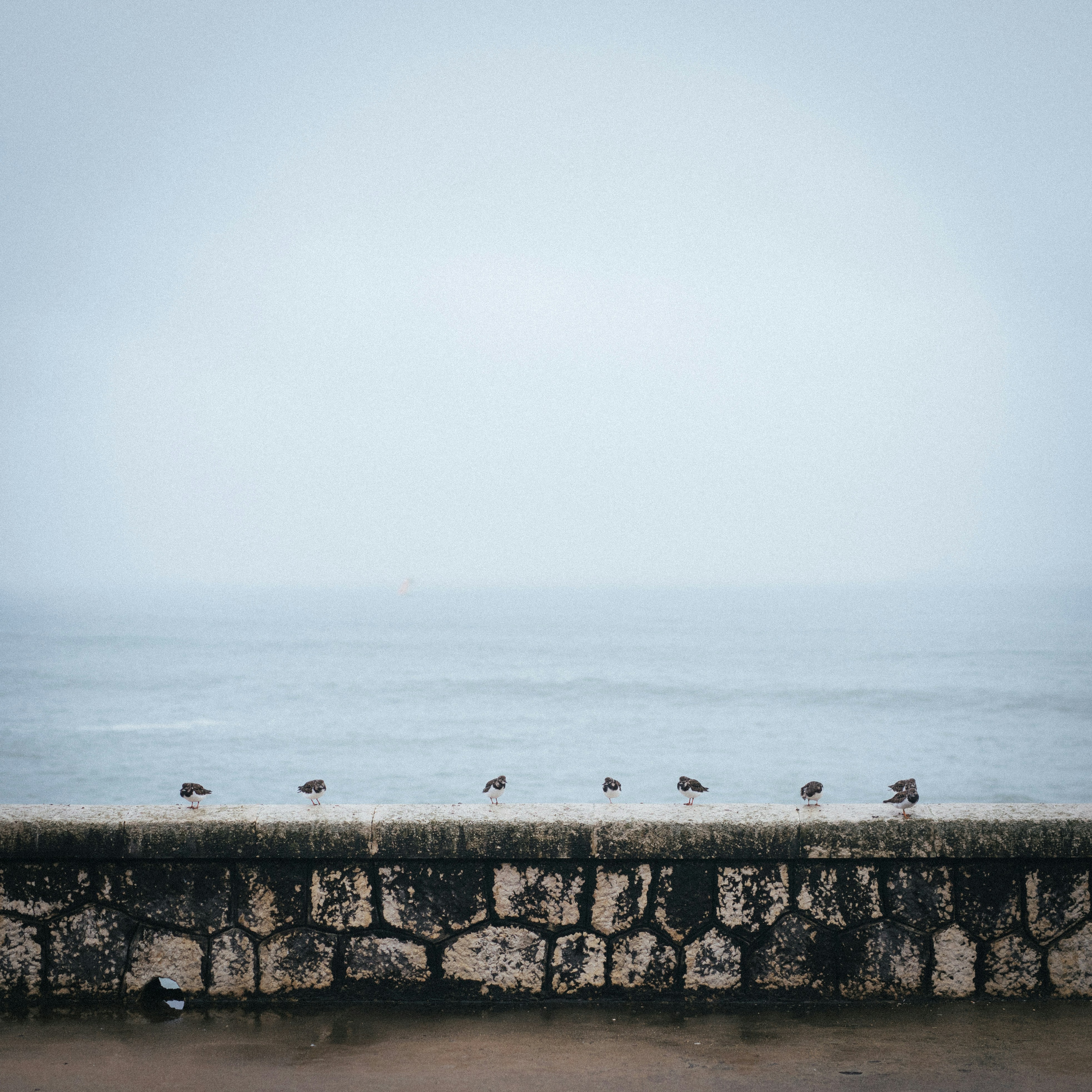 A serene coastal scene featuring a stone wall bordering a misty sea, with small birds perched along the edge. The atmosphere evokes tranquility and contemplation.
