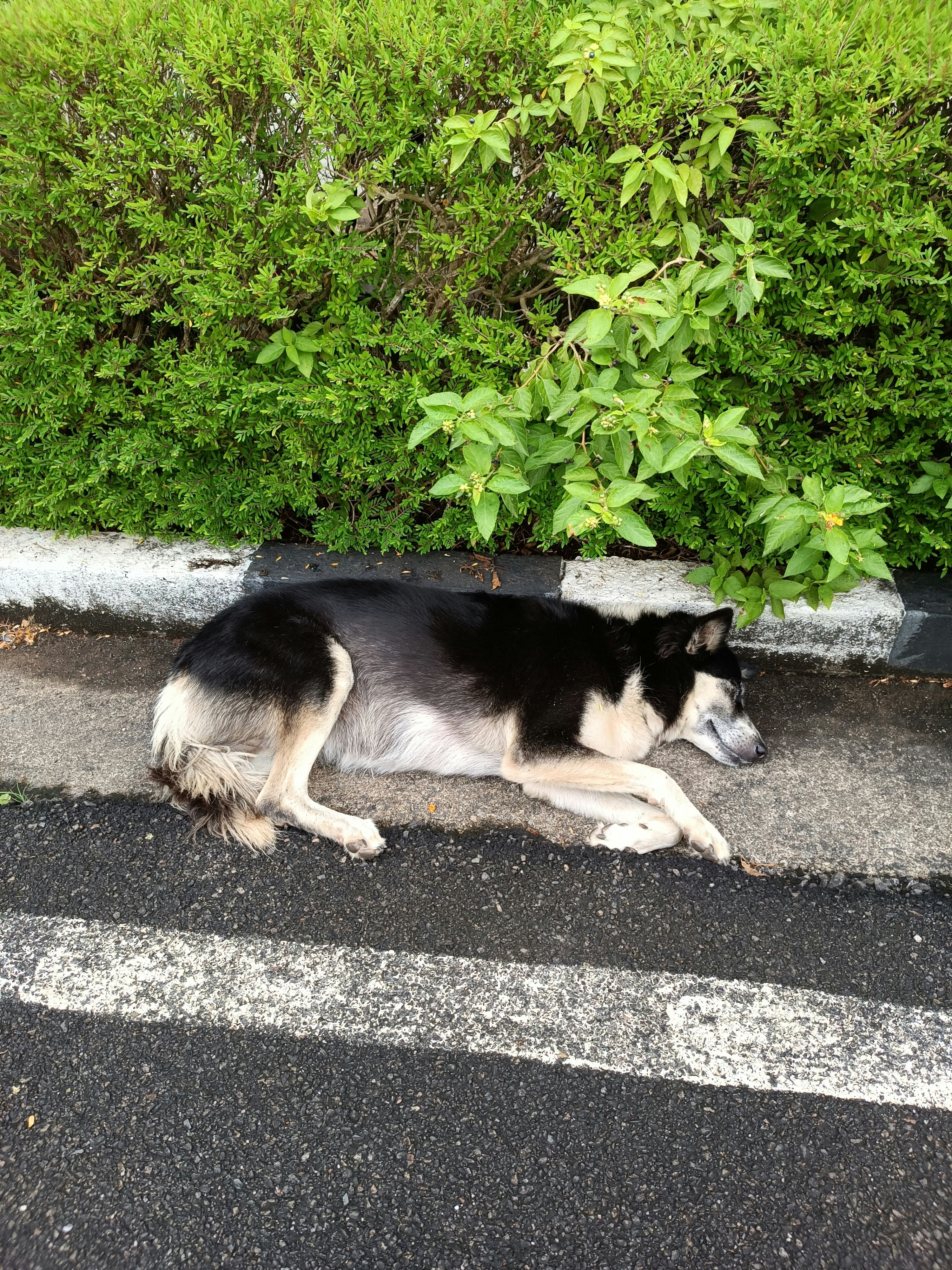 Resting guardian on the curb: a black and white dog beneath green hedges