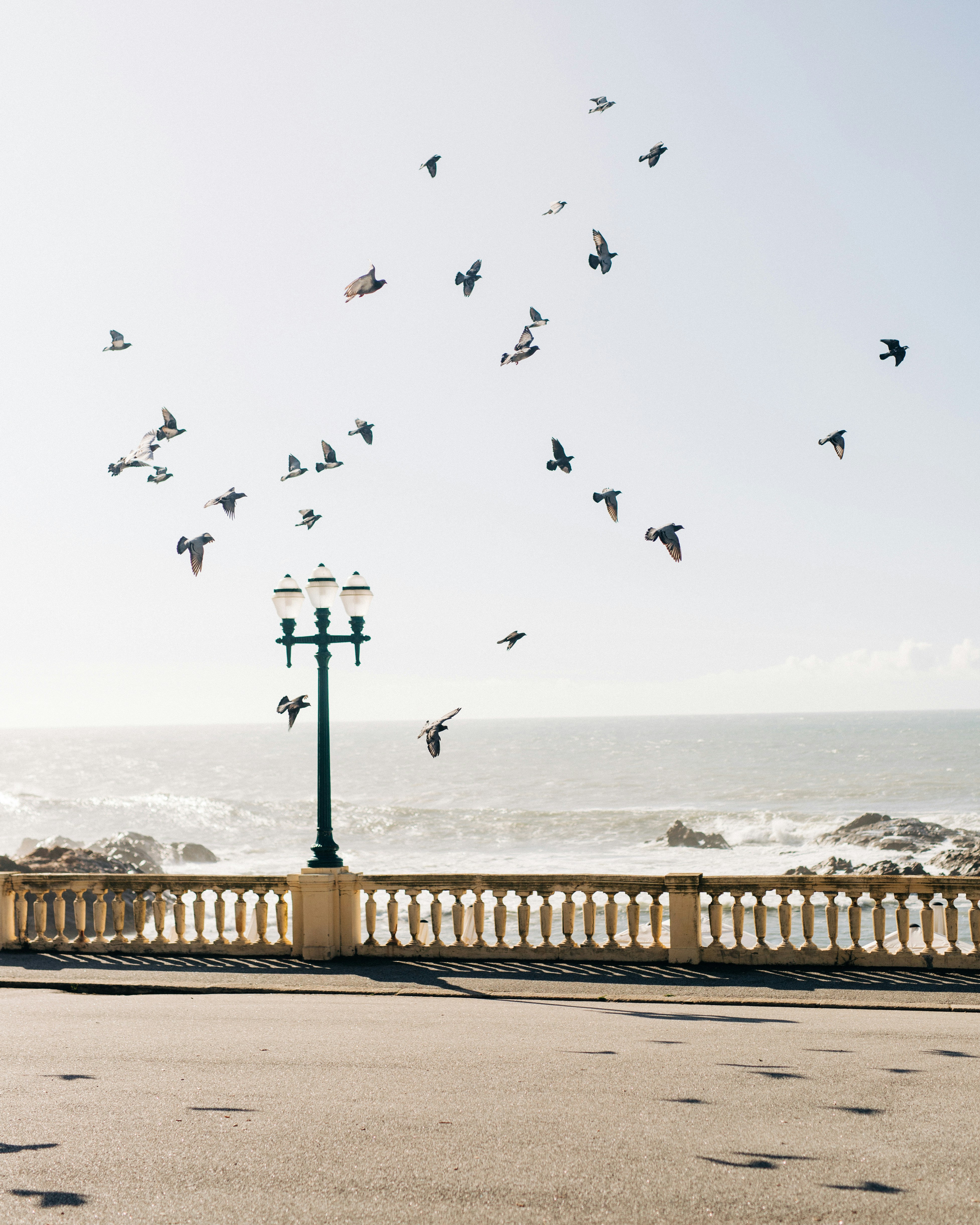 Three-Lantern Coastal Beacon and the Skyful of Birds
