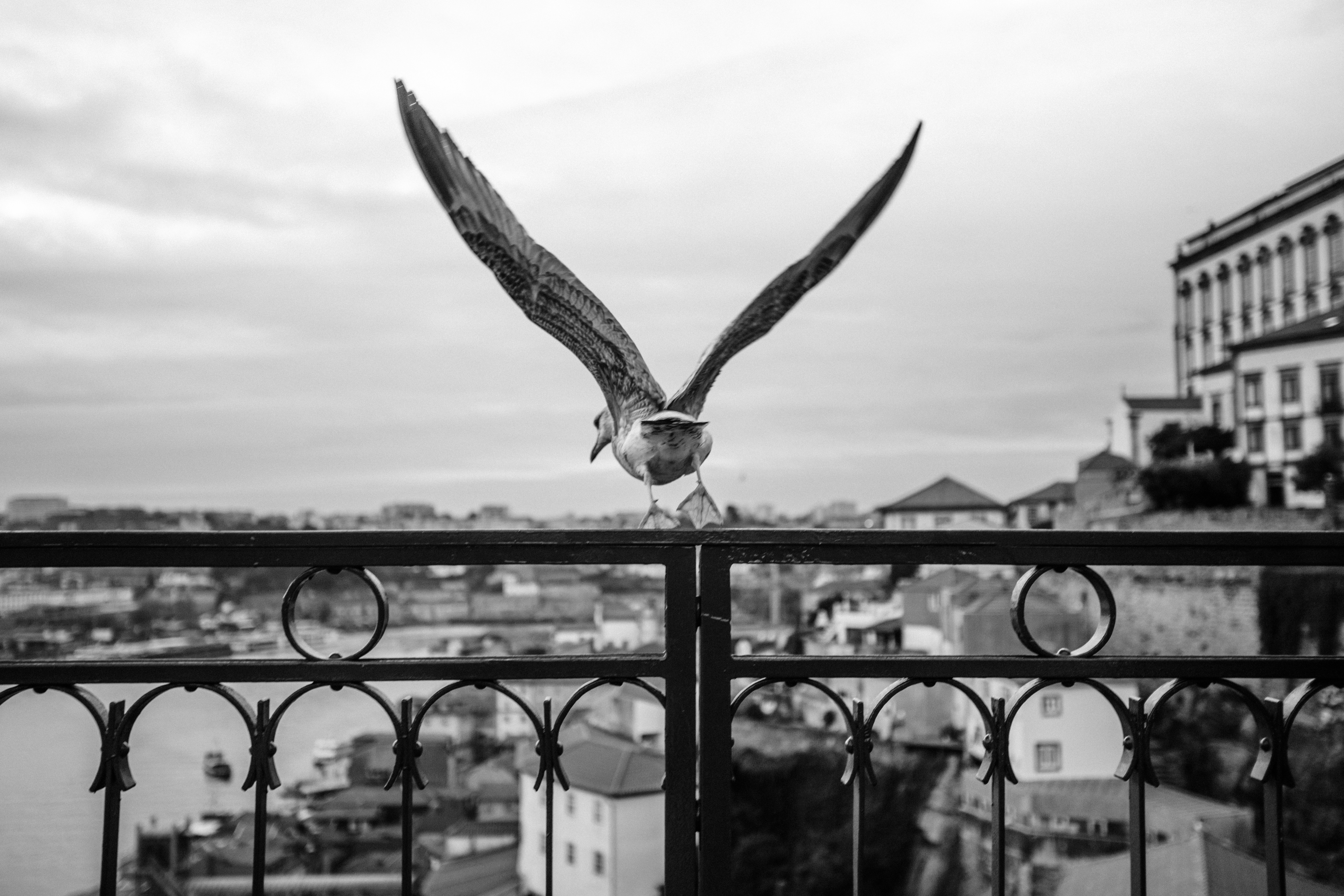 Winged Pause Above the Harbor Rail