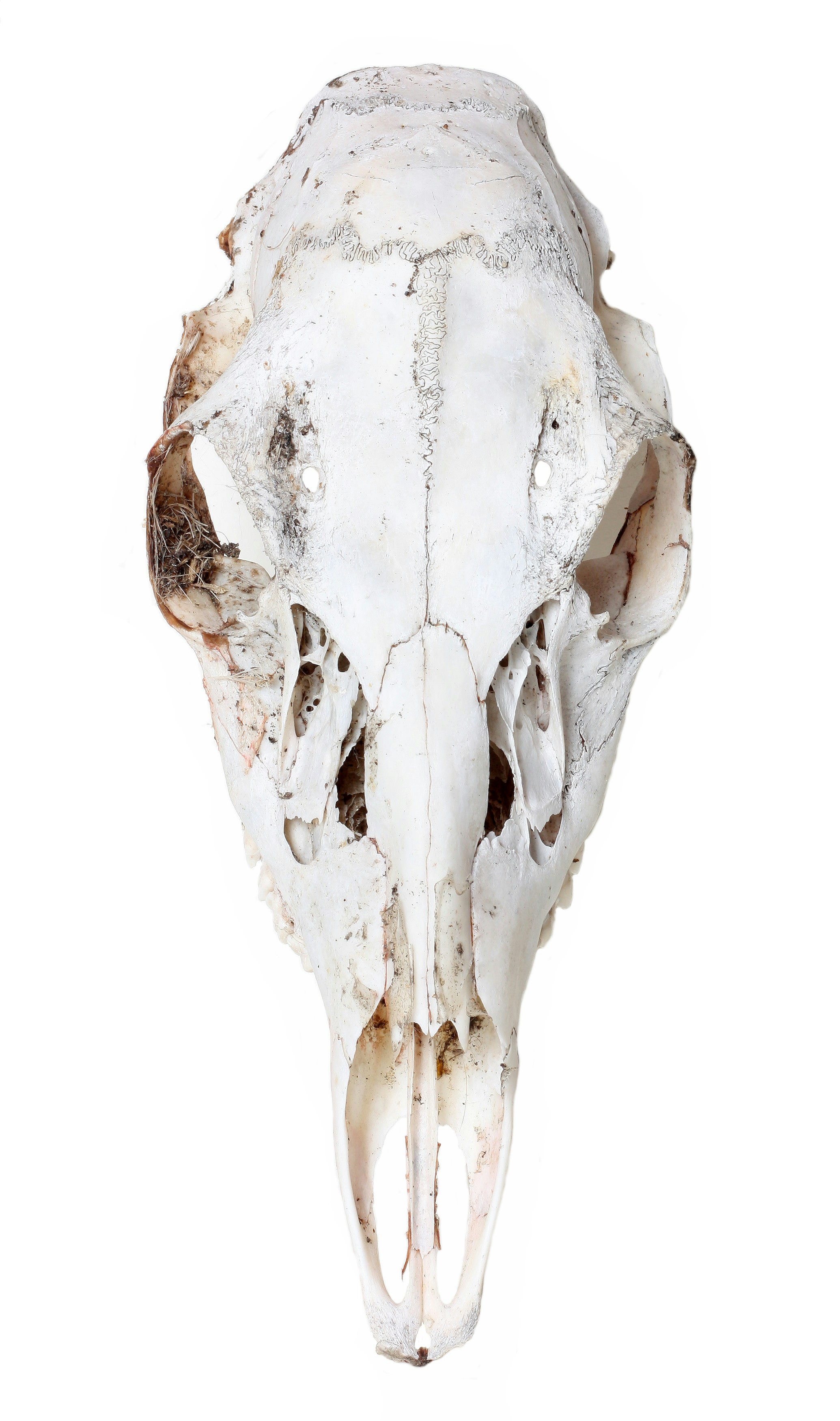 Gros plan d’un os humain photo – Photo Squelettique Gratuite sur Unsplash