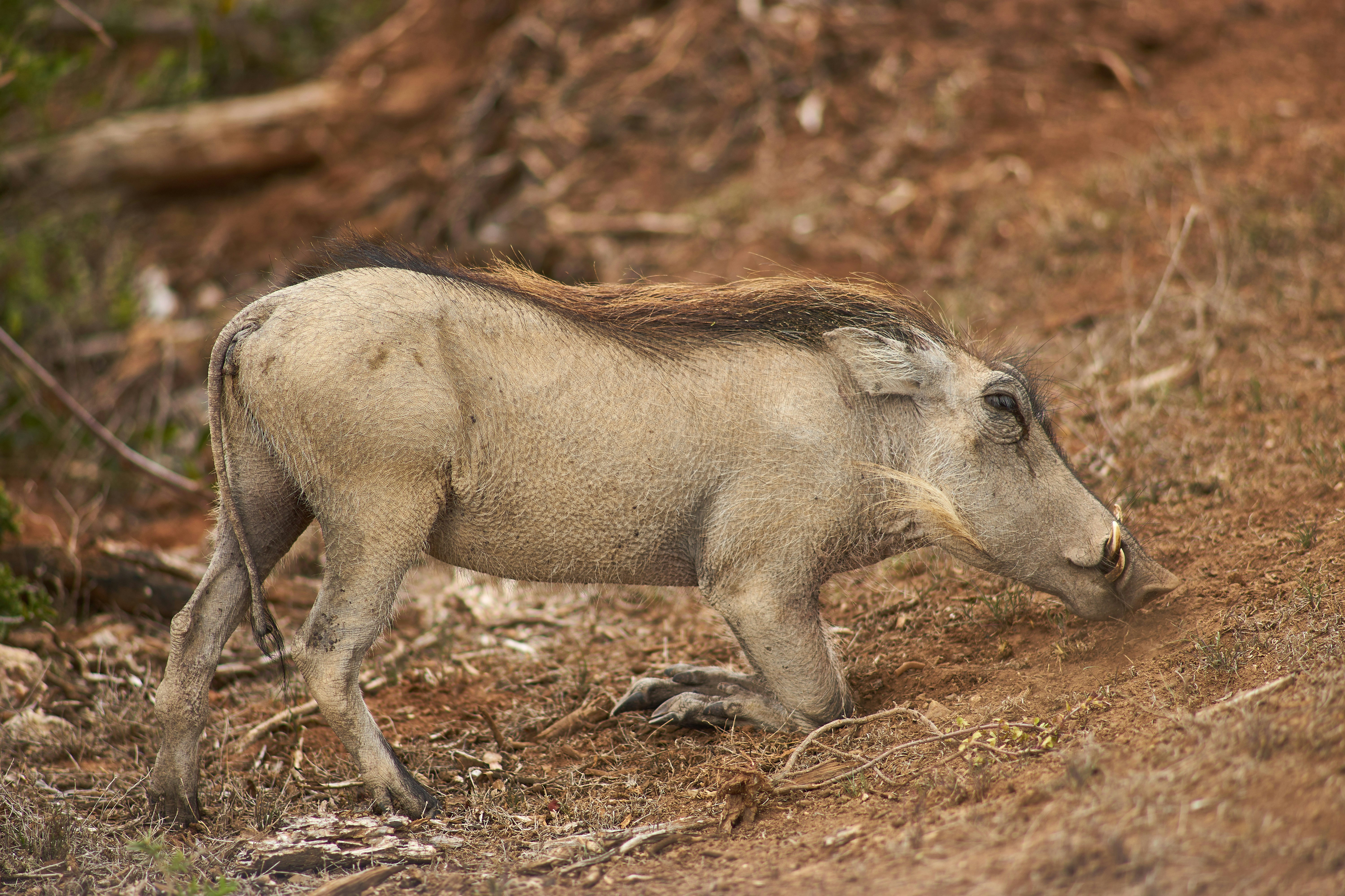 A wild animal walking on the ground photo – Free Brown Image on Unsplash