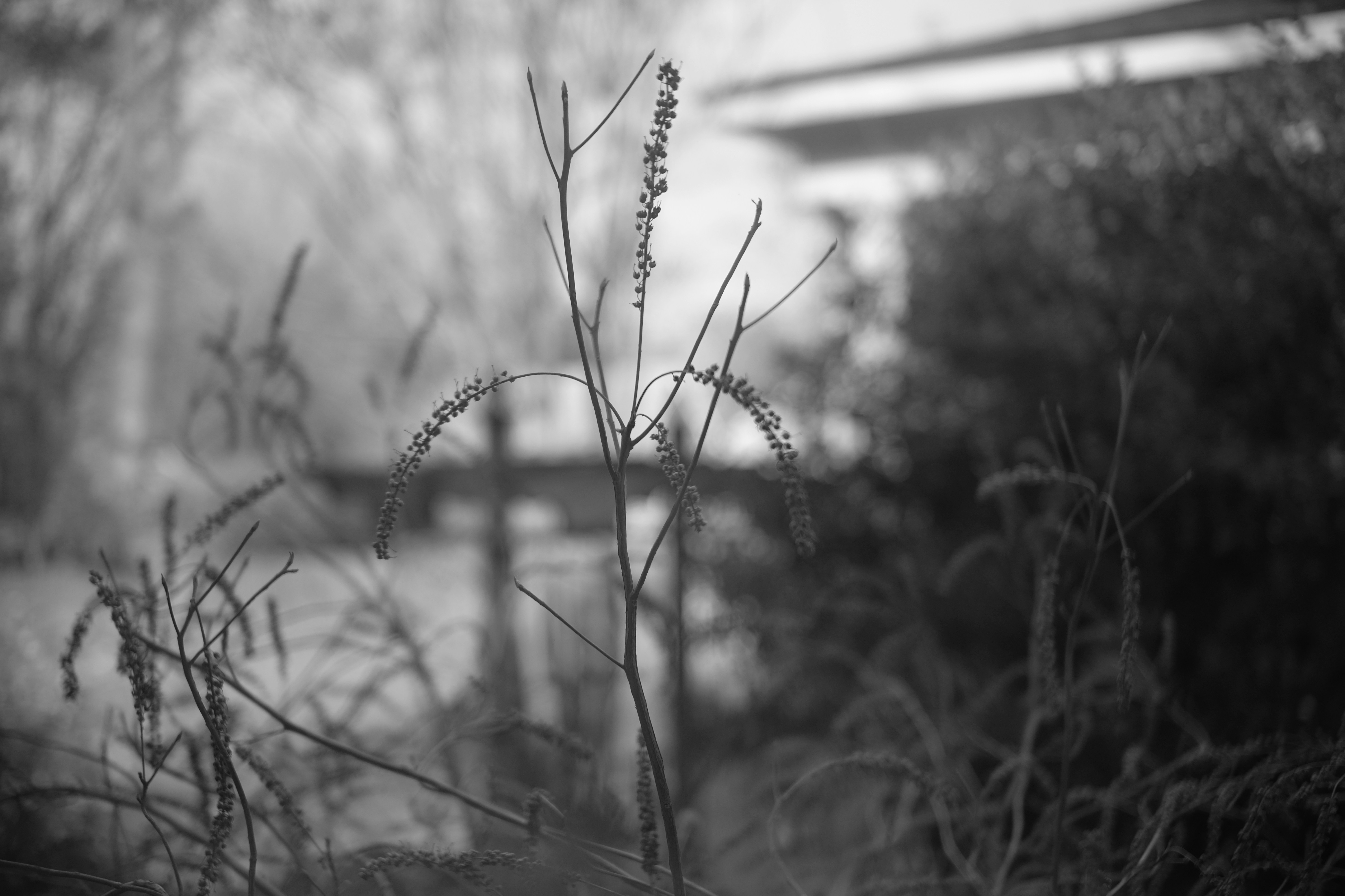 Monochrome Centered Seed Stalk: A Quiet Garden Portrait