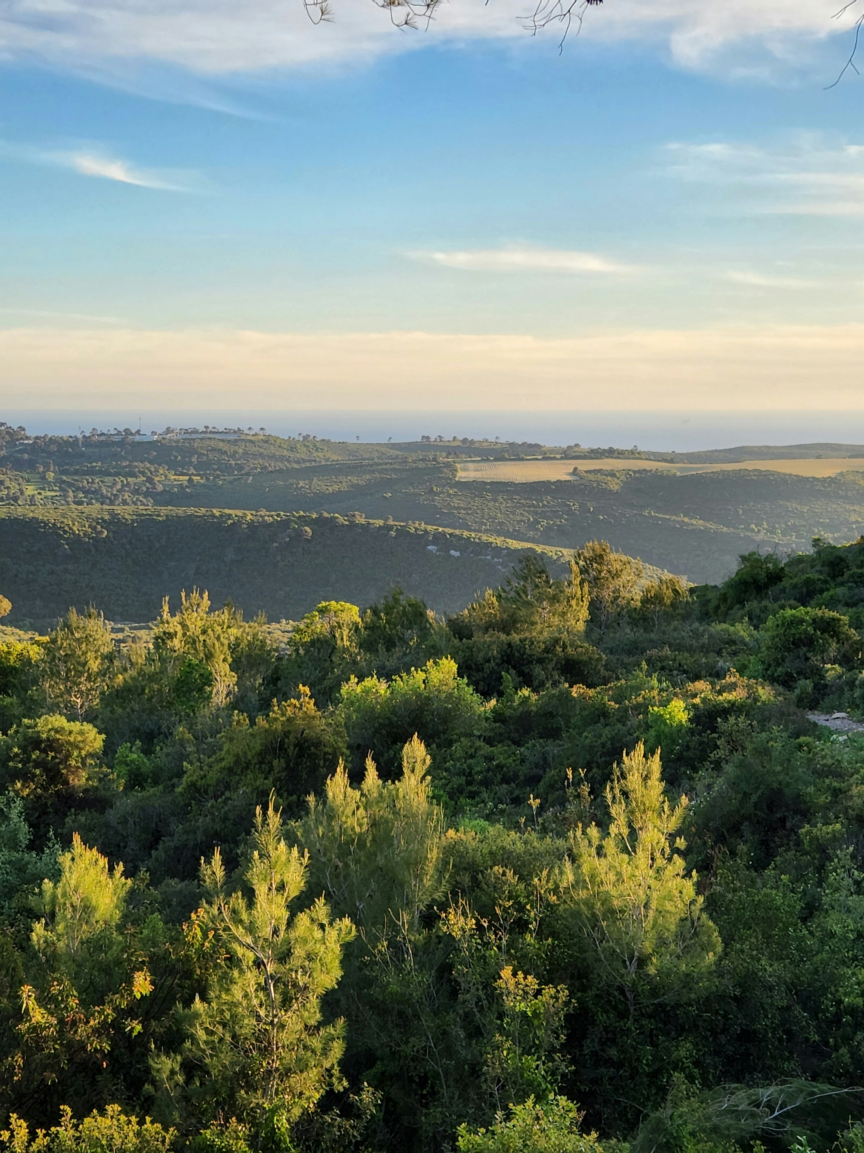 Un paysage avec des arbres et des buissons photo – Photo Haïfa Gratuite ...