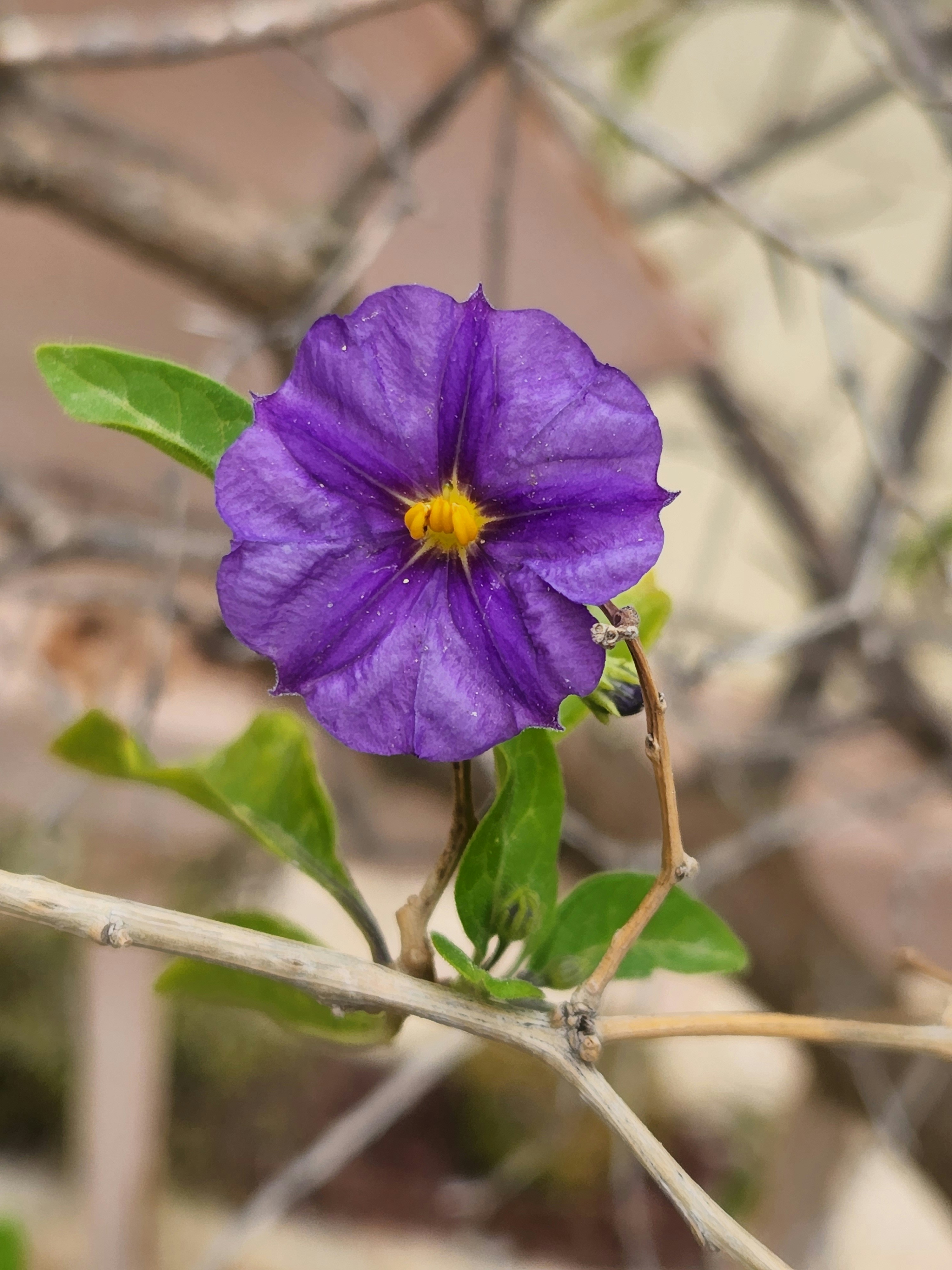 a purple flower on a branch