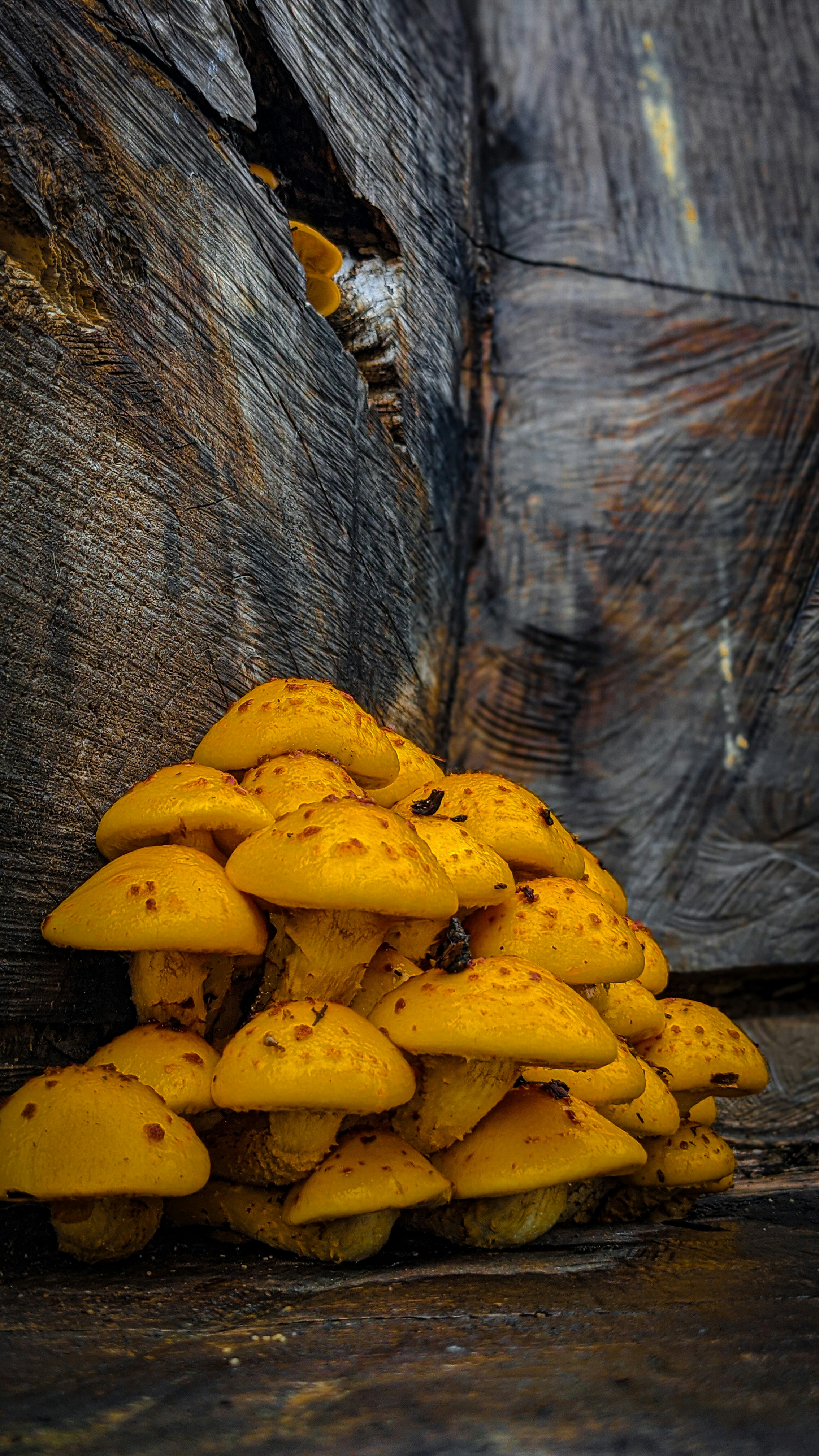 A vibrant cluster of yellow mushrooms thriving on a weathered log, showcasing nature's intricate beauty and resilience.