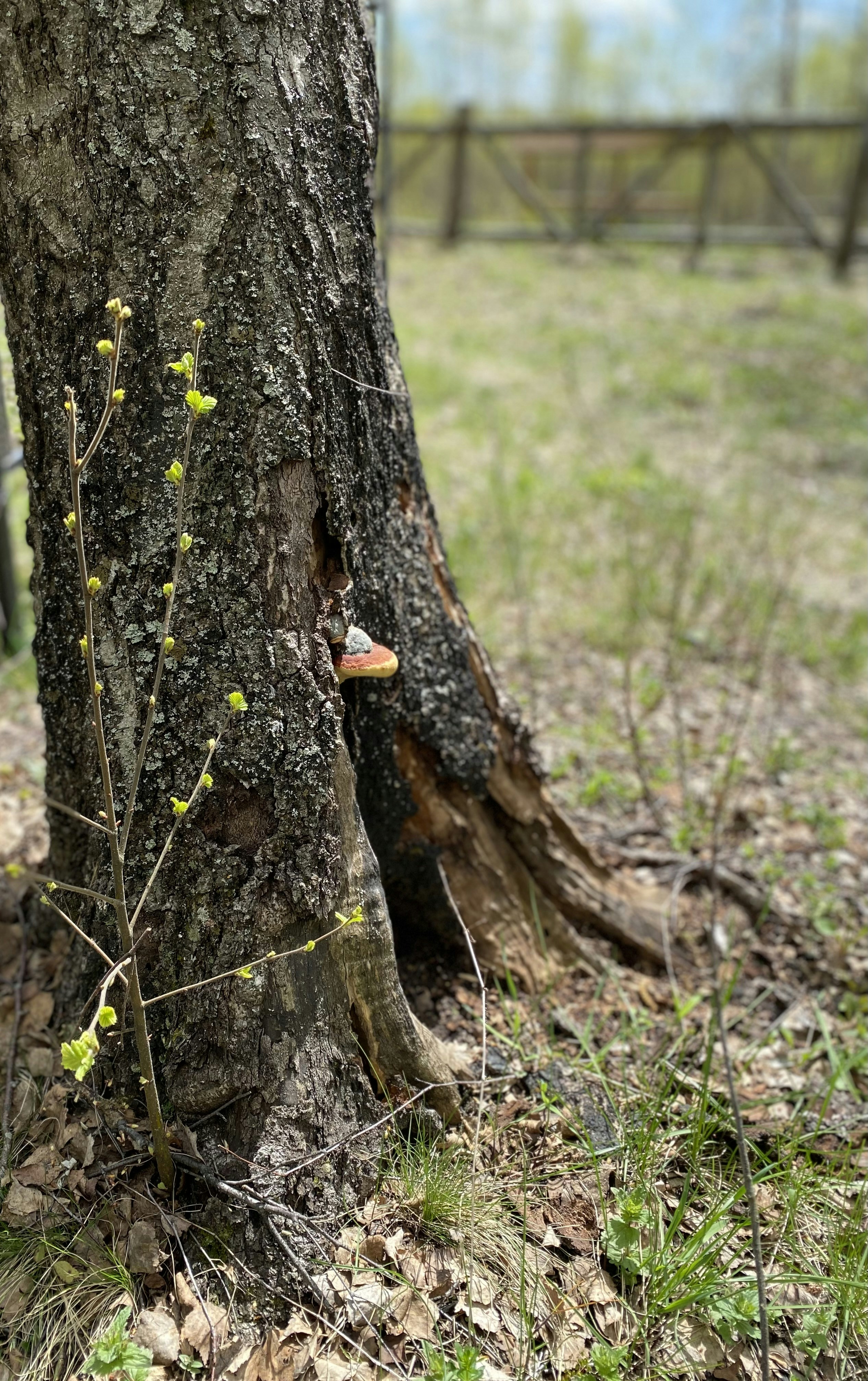 a tree trunk with a small orange object on it