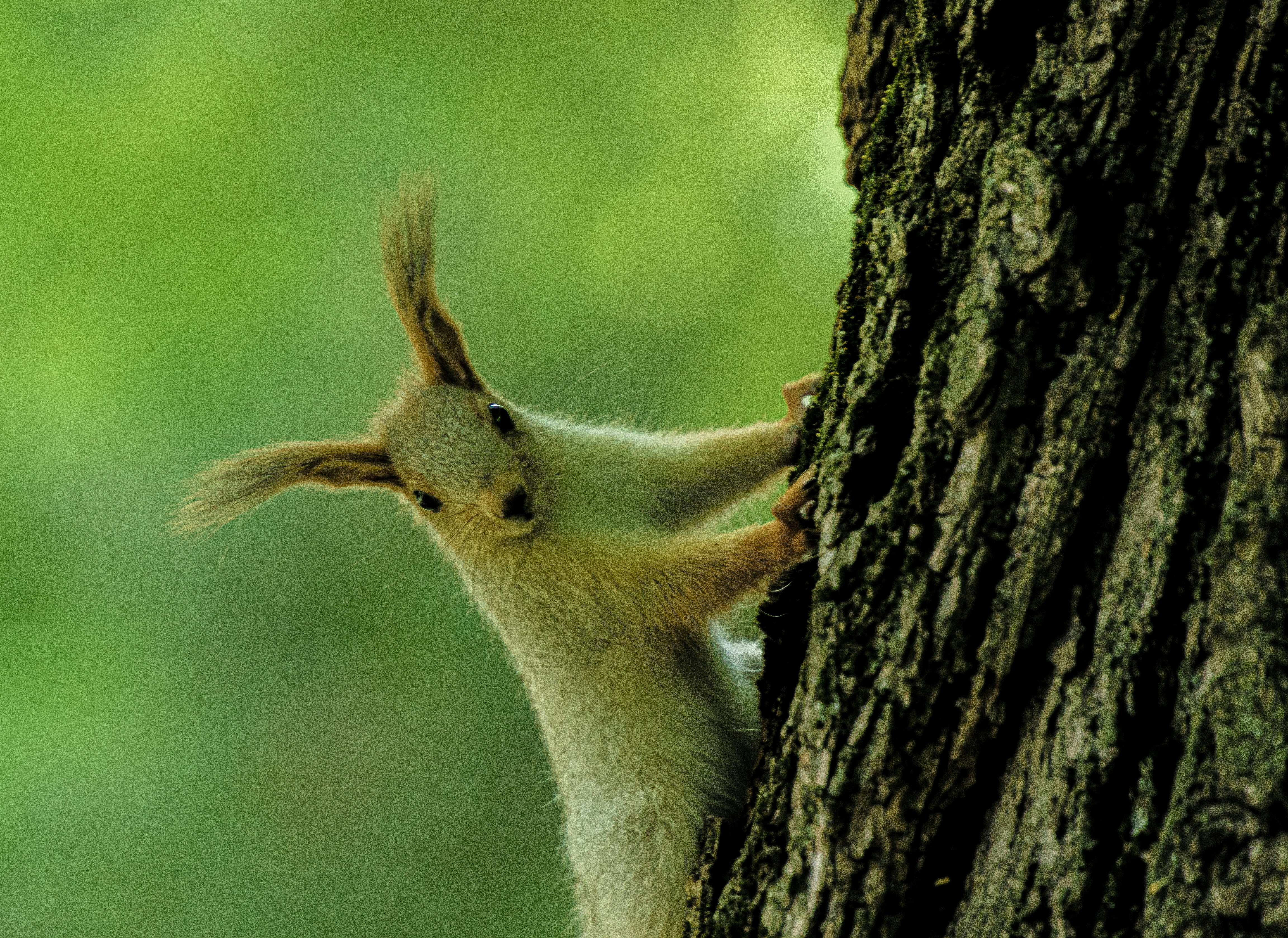 A squirrel climbing a textured tree trunk, showcasing its agility against a softly blurred green background.