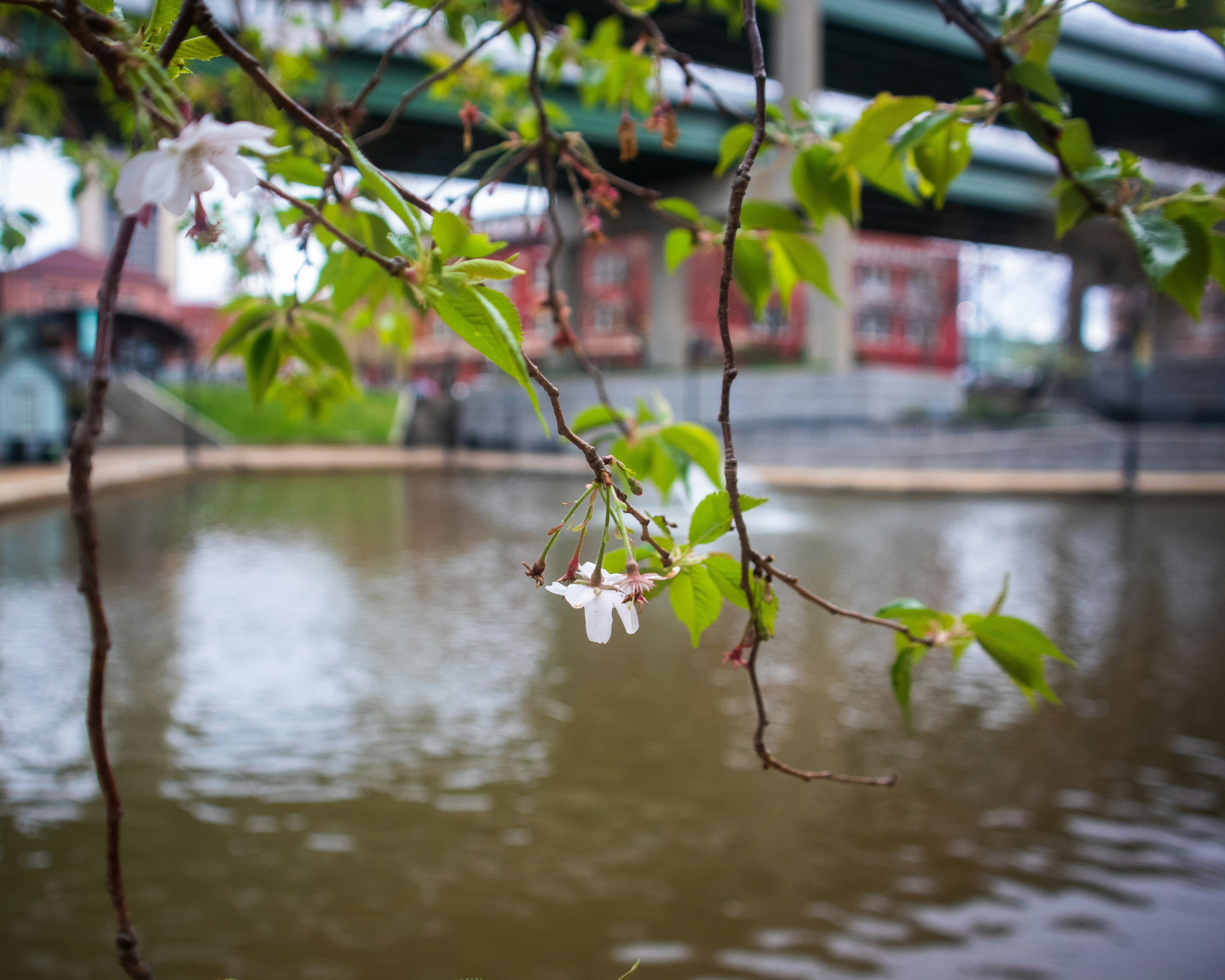 Blooming Branch Over a Calm Canal