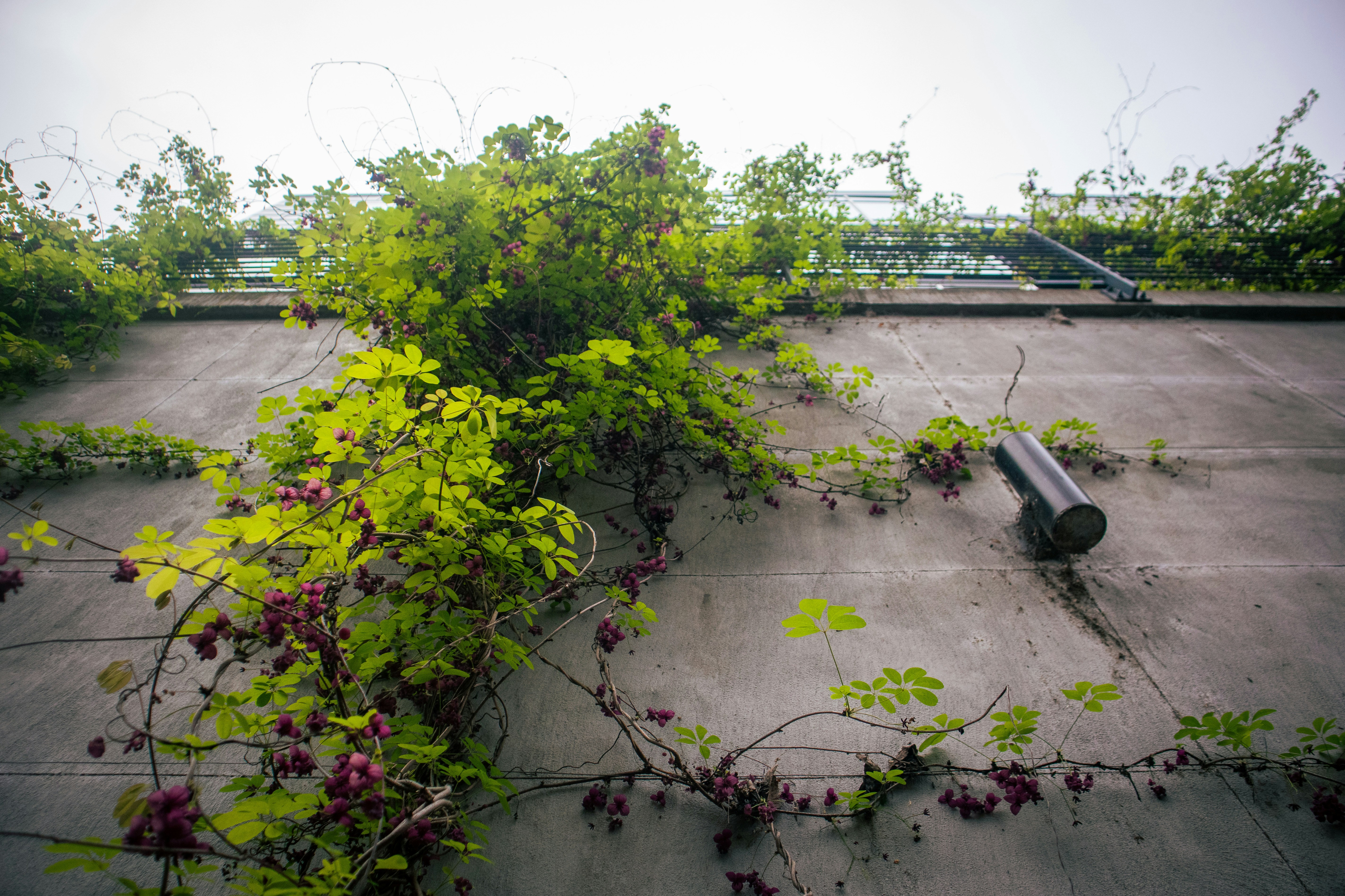 Vibrant green vines and purple flowers climbing a concrete wall, showcasing nature's resilience in an urban setting.