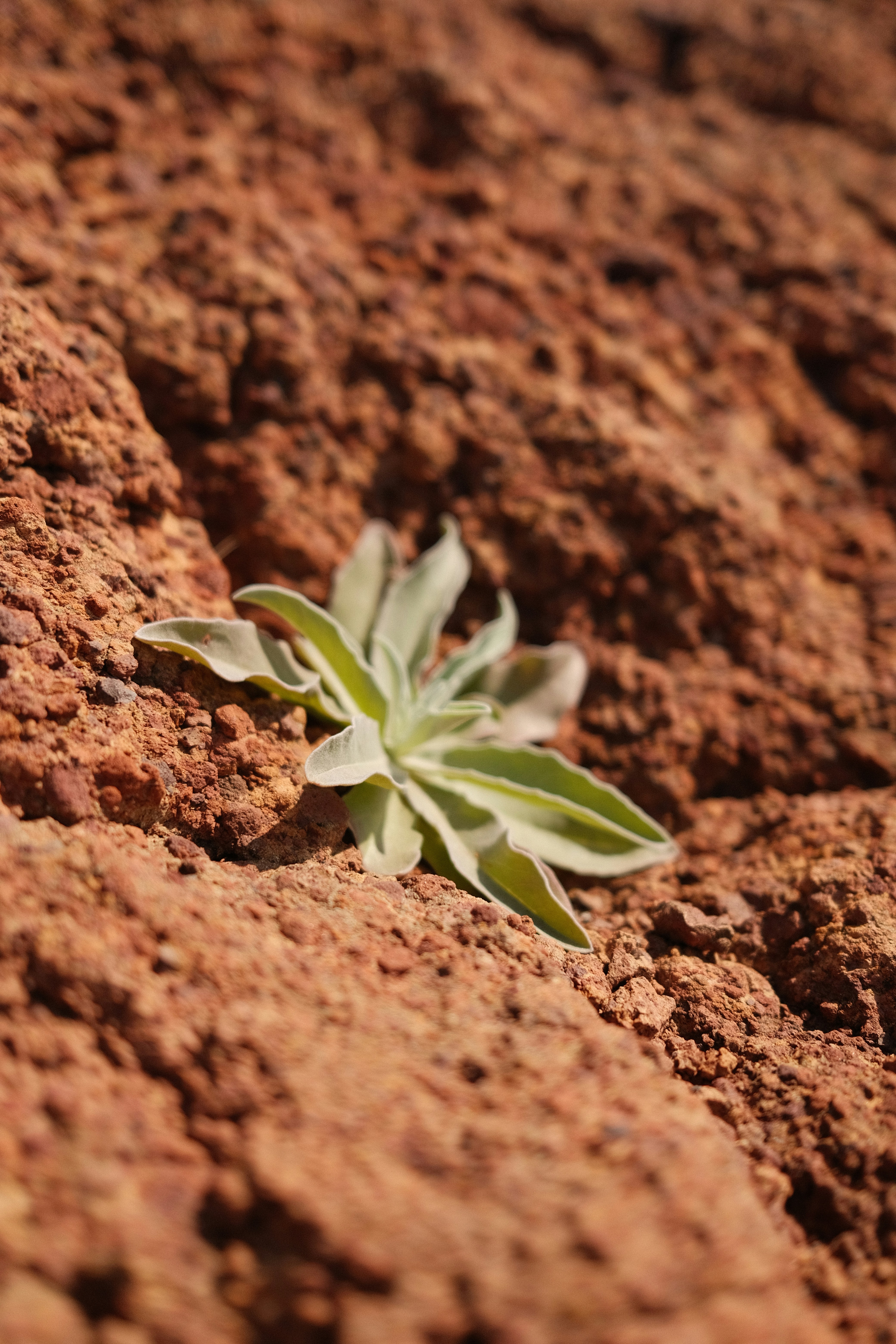 Succulent plant thriving amidst rugged, sunbaked rocks, showcasing nature's adaptability.