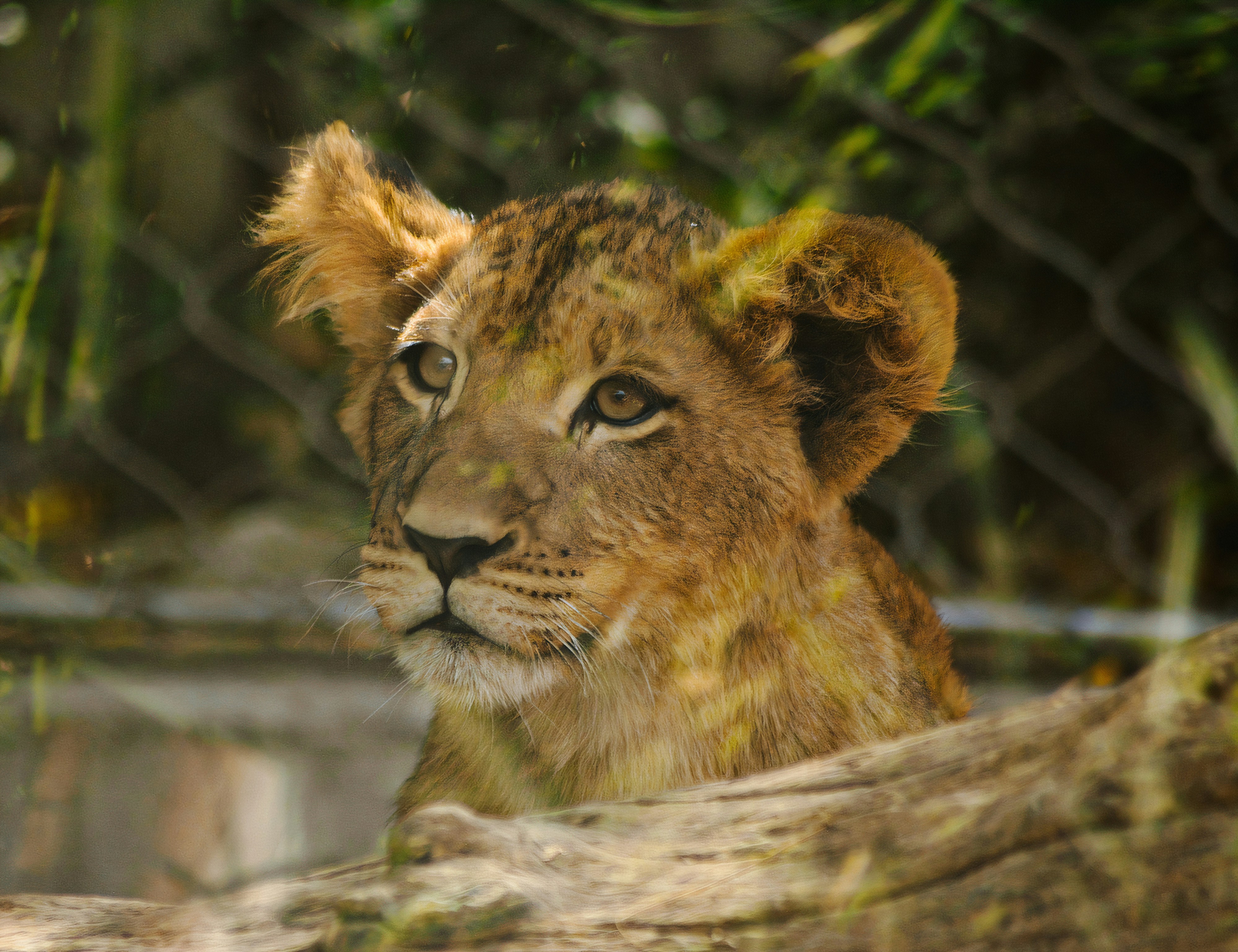 Lion cub with alert expression behind a fence surrounded by greenery.