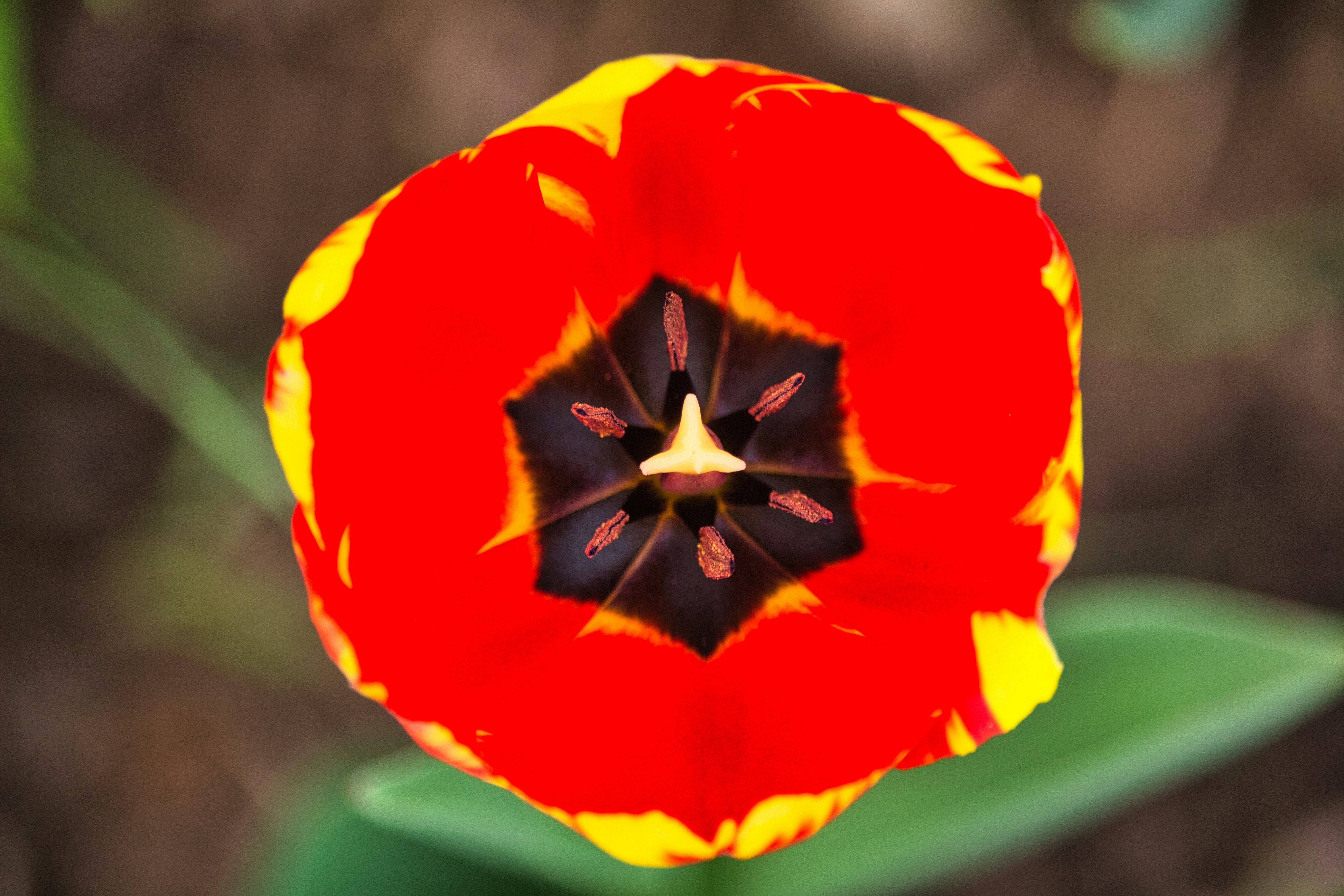 Crimson Tulip Macro: Fire-Red Petals Framing a Velvet Center