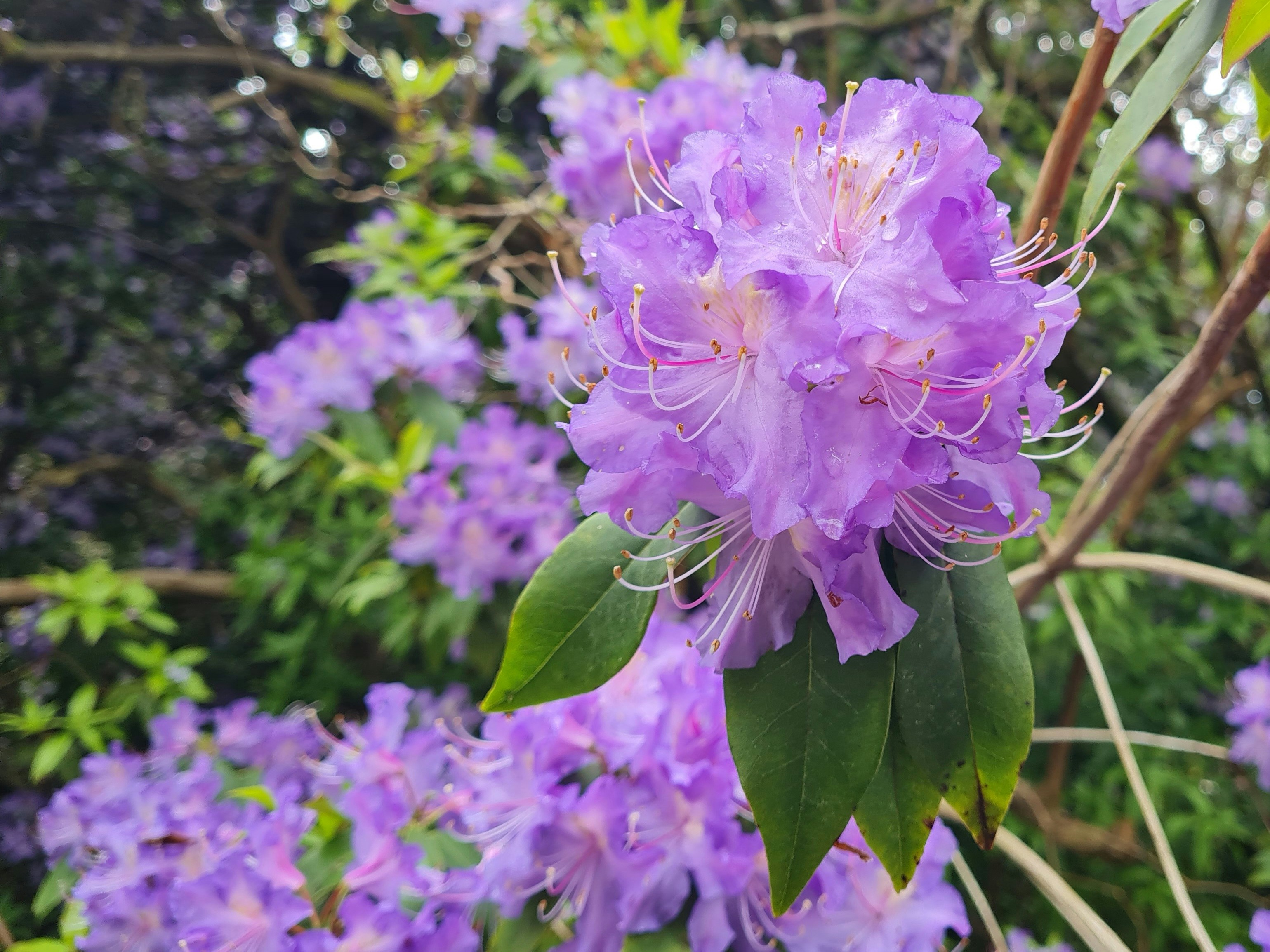 Lavender Burst: Close-up of a Rhododendron Blossom in a Garden Frame
