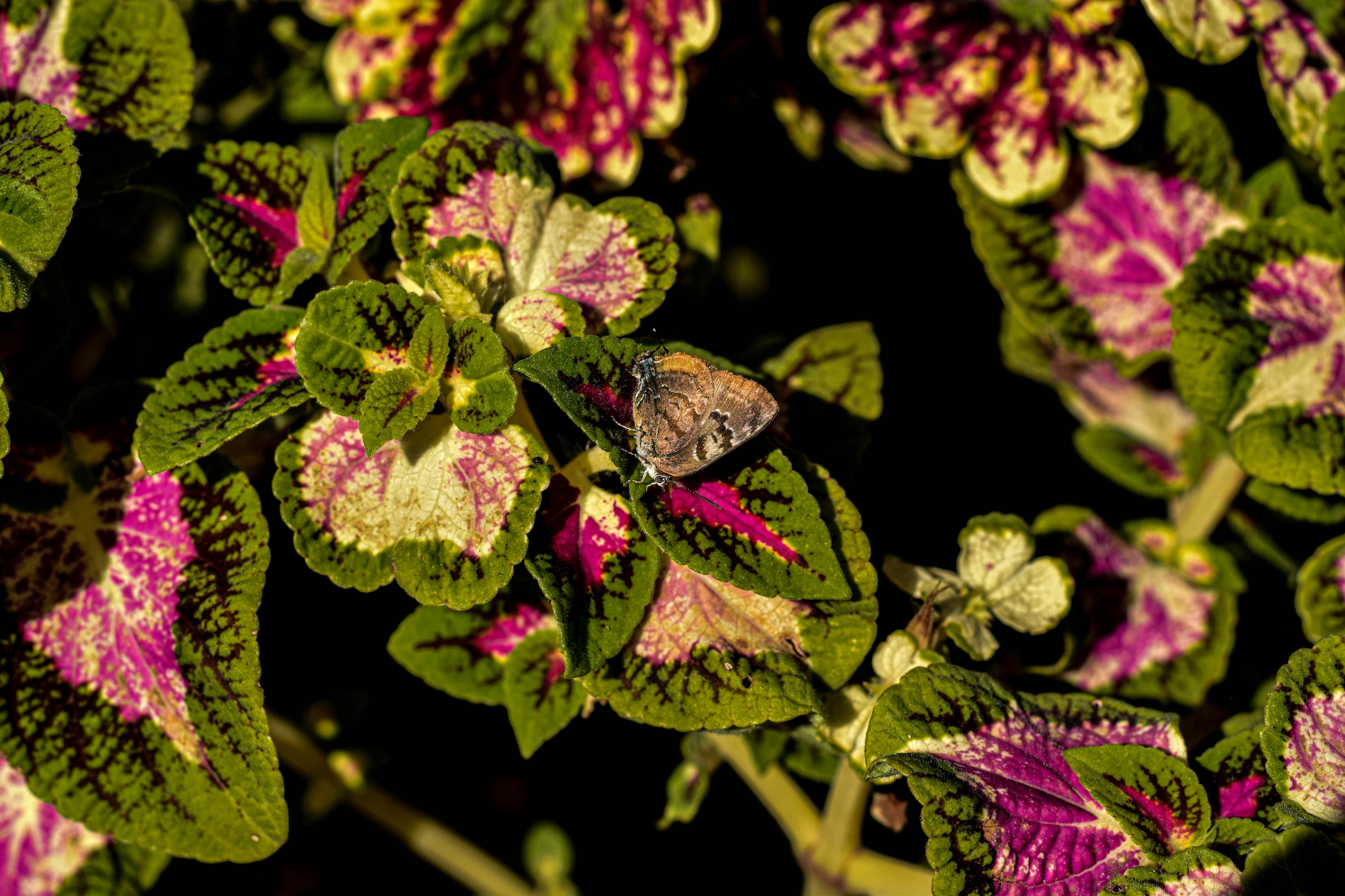 Hidden in Variegation: A Tiny Brown Moth Amid Neon-Edged Leaves