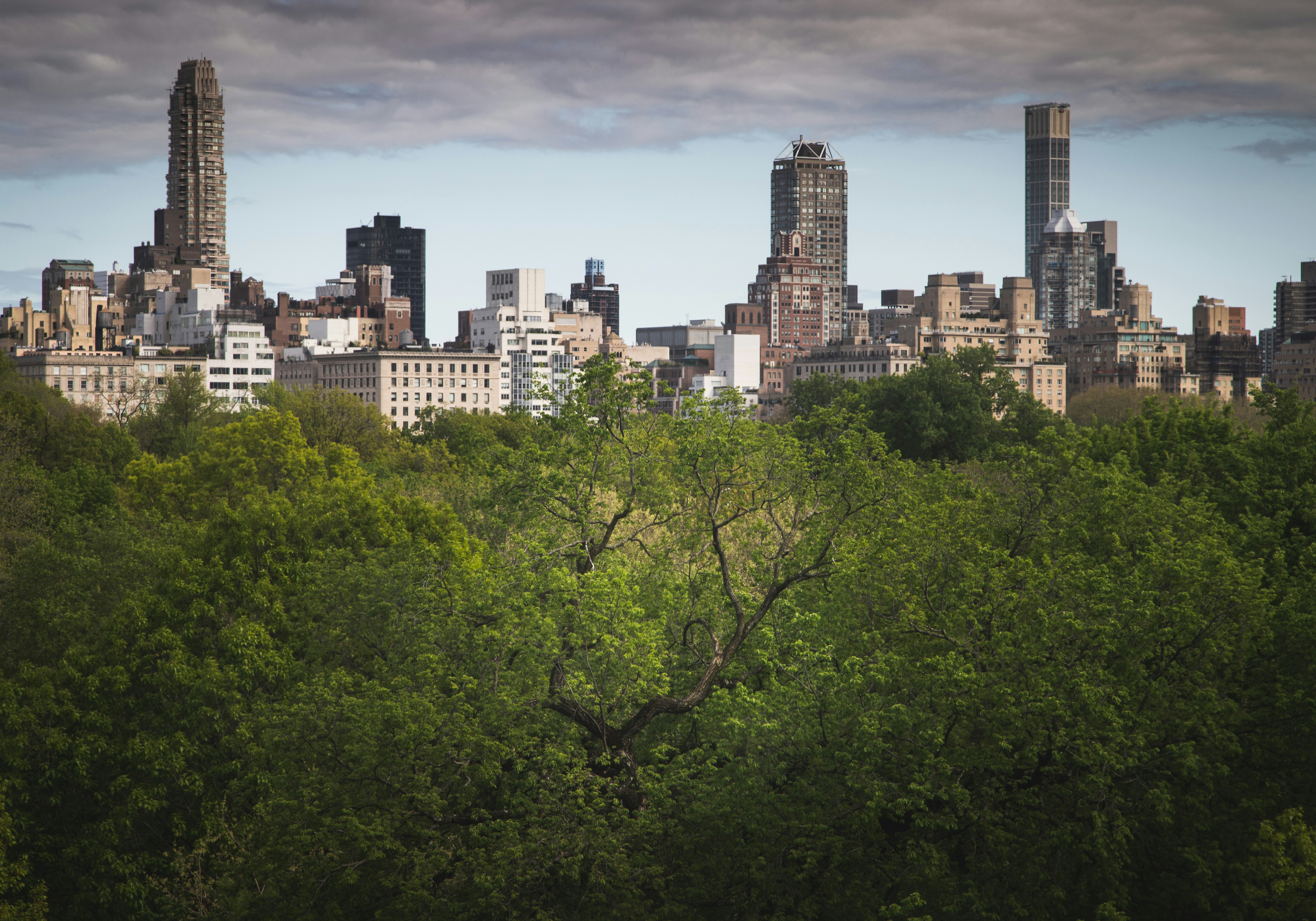 A city skyline with trees photo – Free Building Image on Unsplash