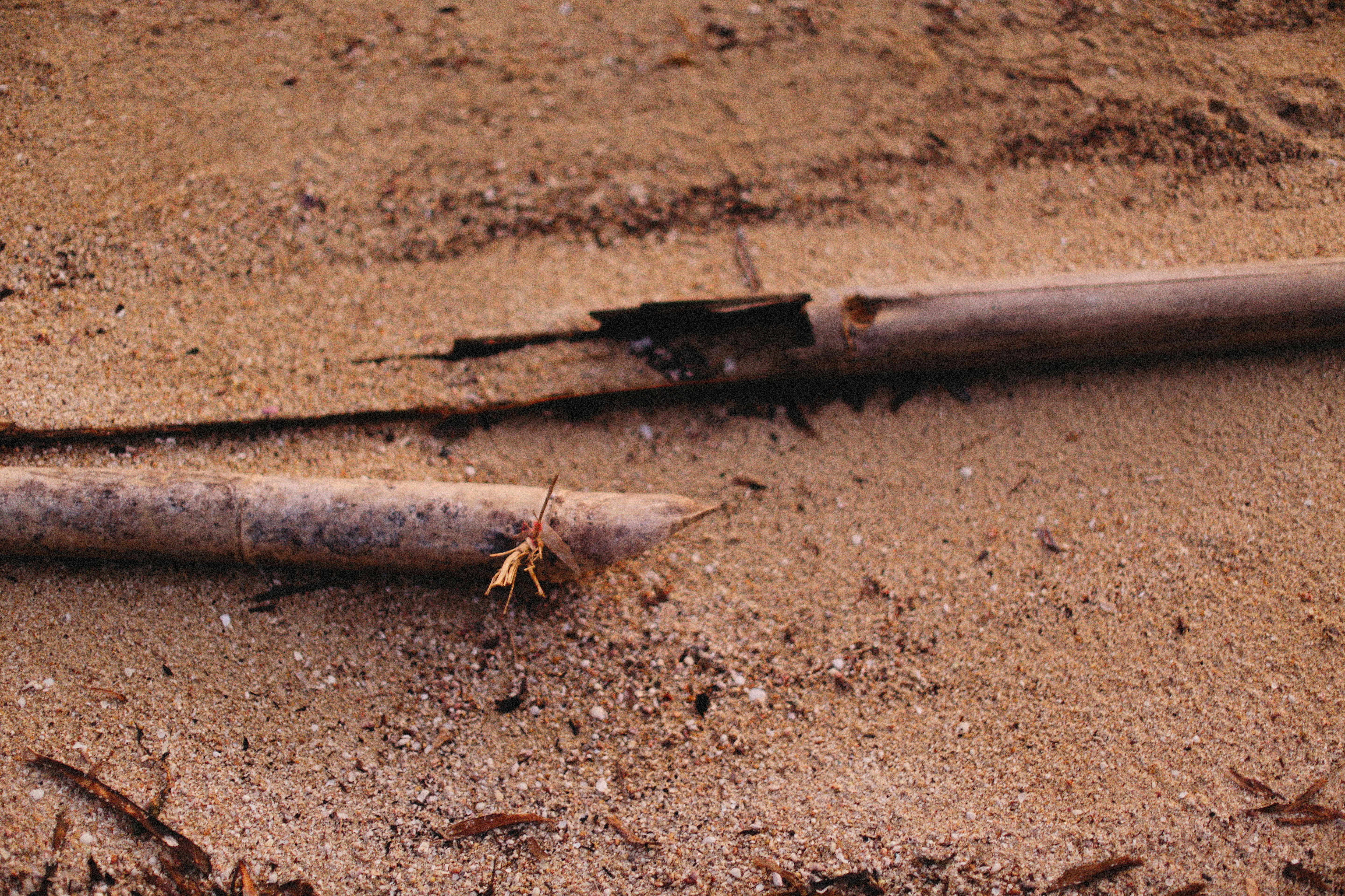 Amber Sentinel on a Weathered Twig: a Tiny Insect on the Sandy Shore