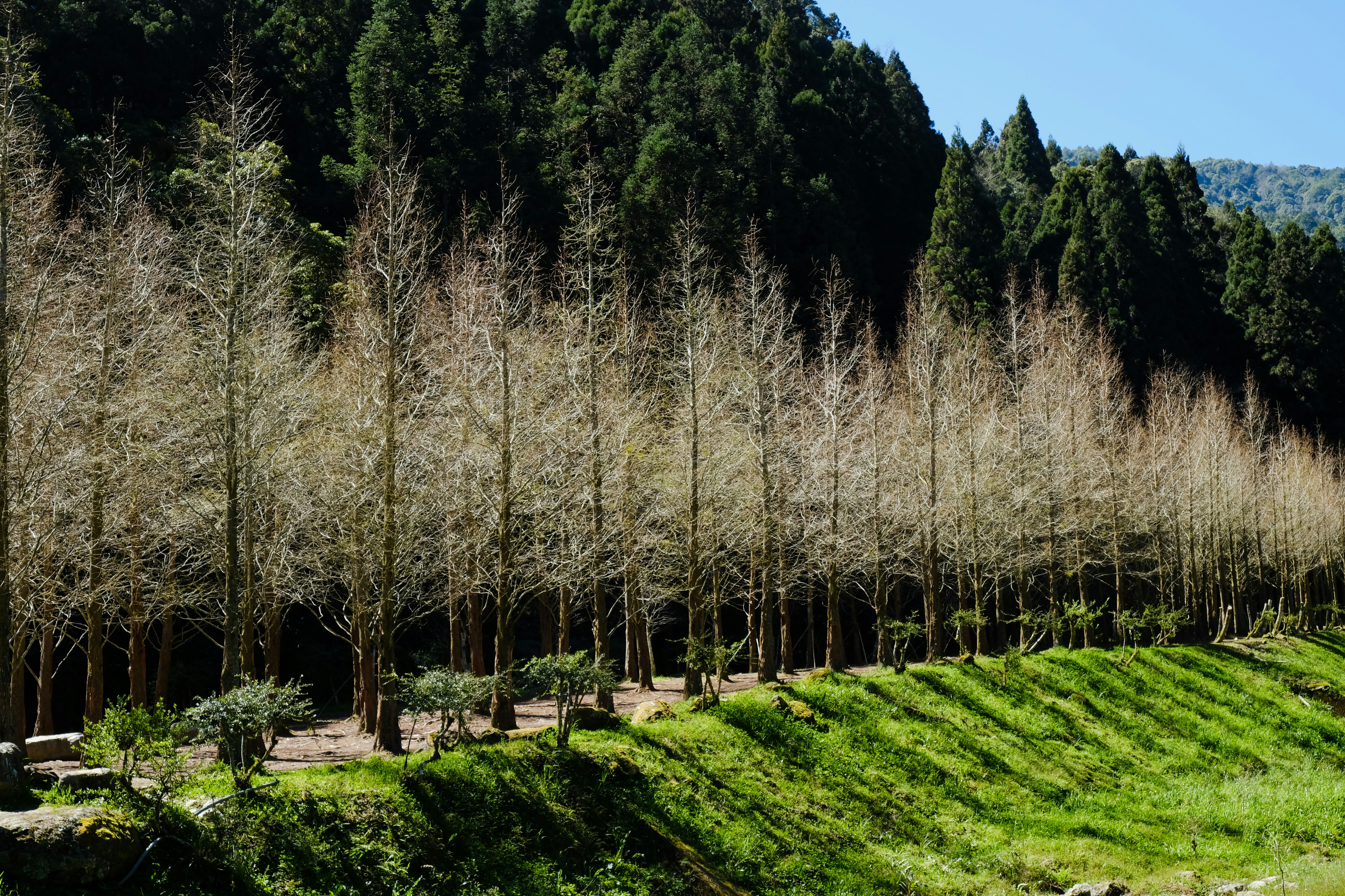 A row of bare trees stands against a backdrop of lush green hills under a clear blue sky. The scene captures the tranquility of nature in transition.