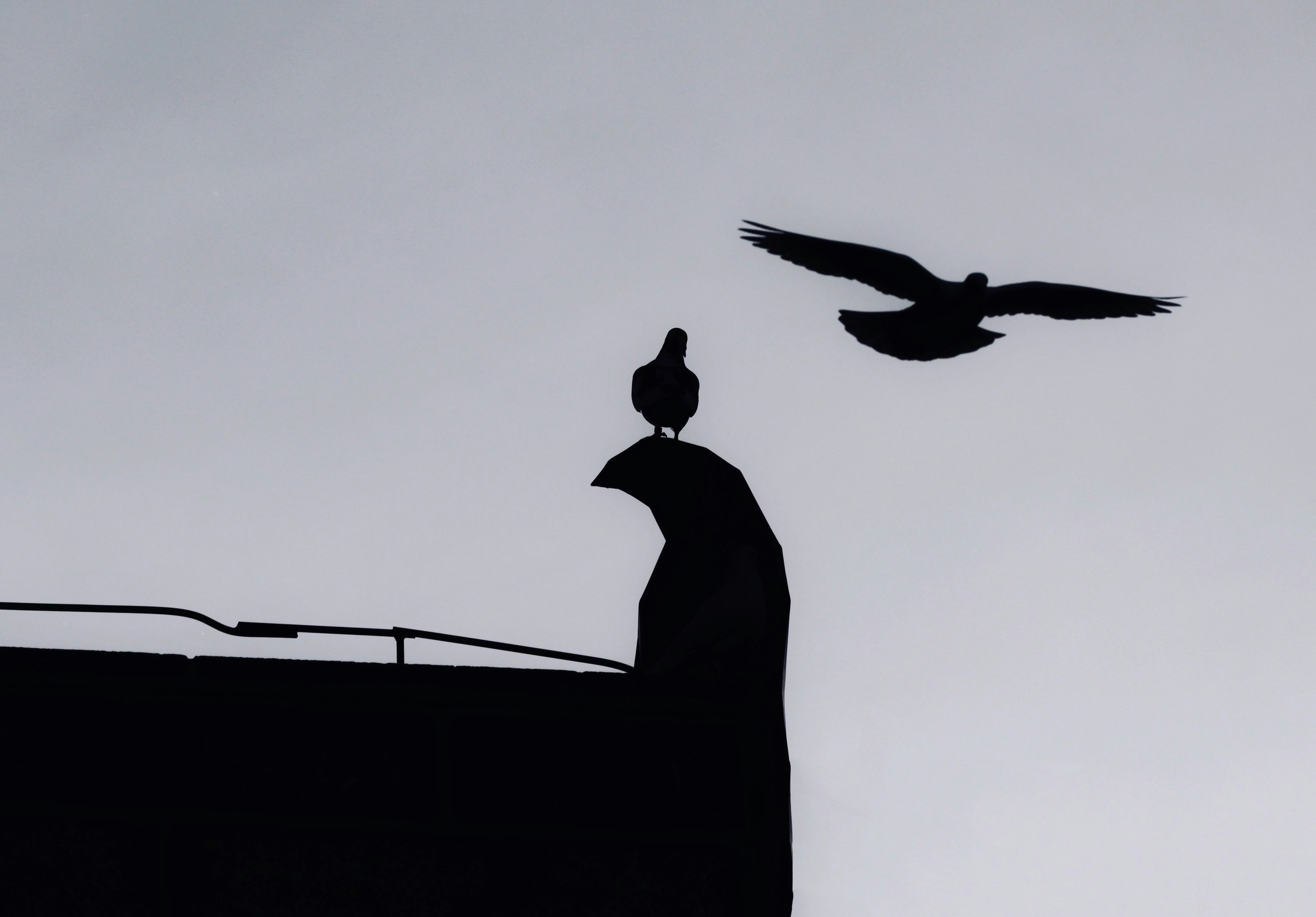 A bird perched on a rooftop silhouette while another bird soars above against a pale sky.