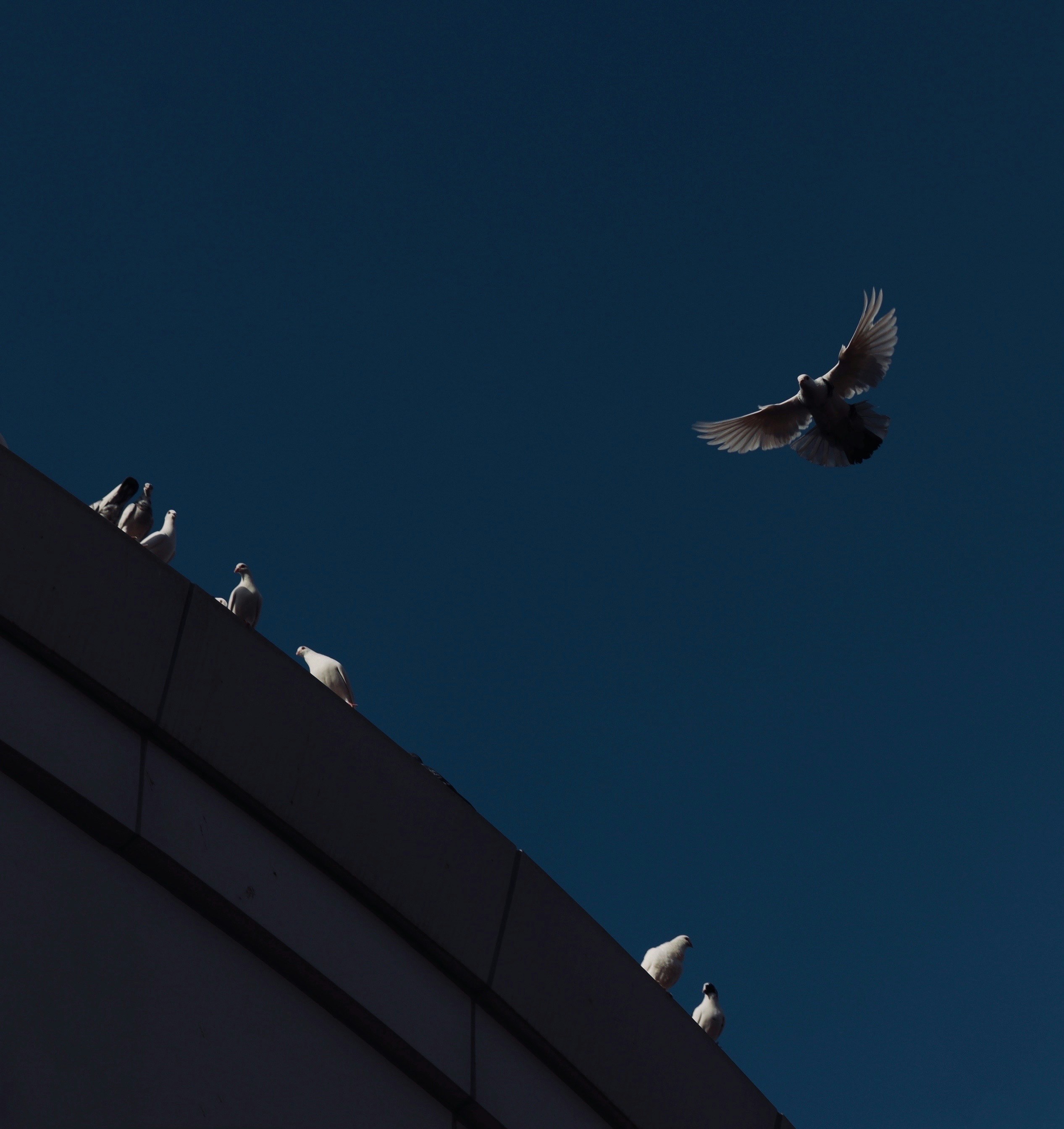 a bird flying over a building