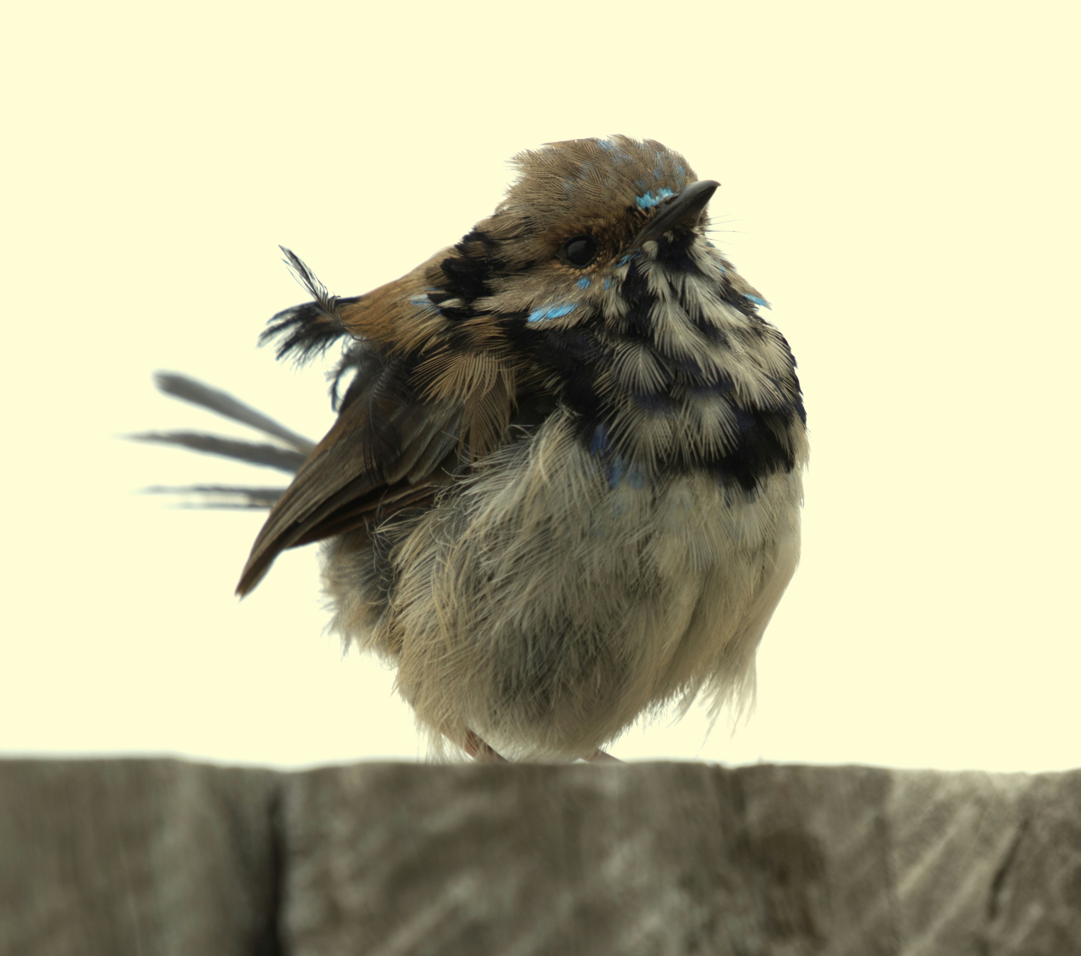 Blue-tinged Warbler Perches on a Weathered Post Against a Cream Backdrop