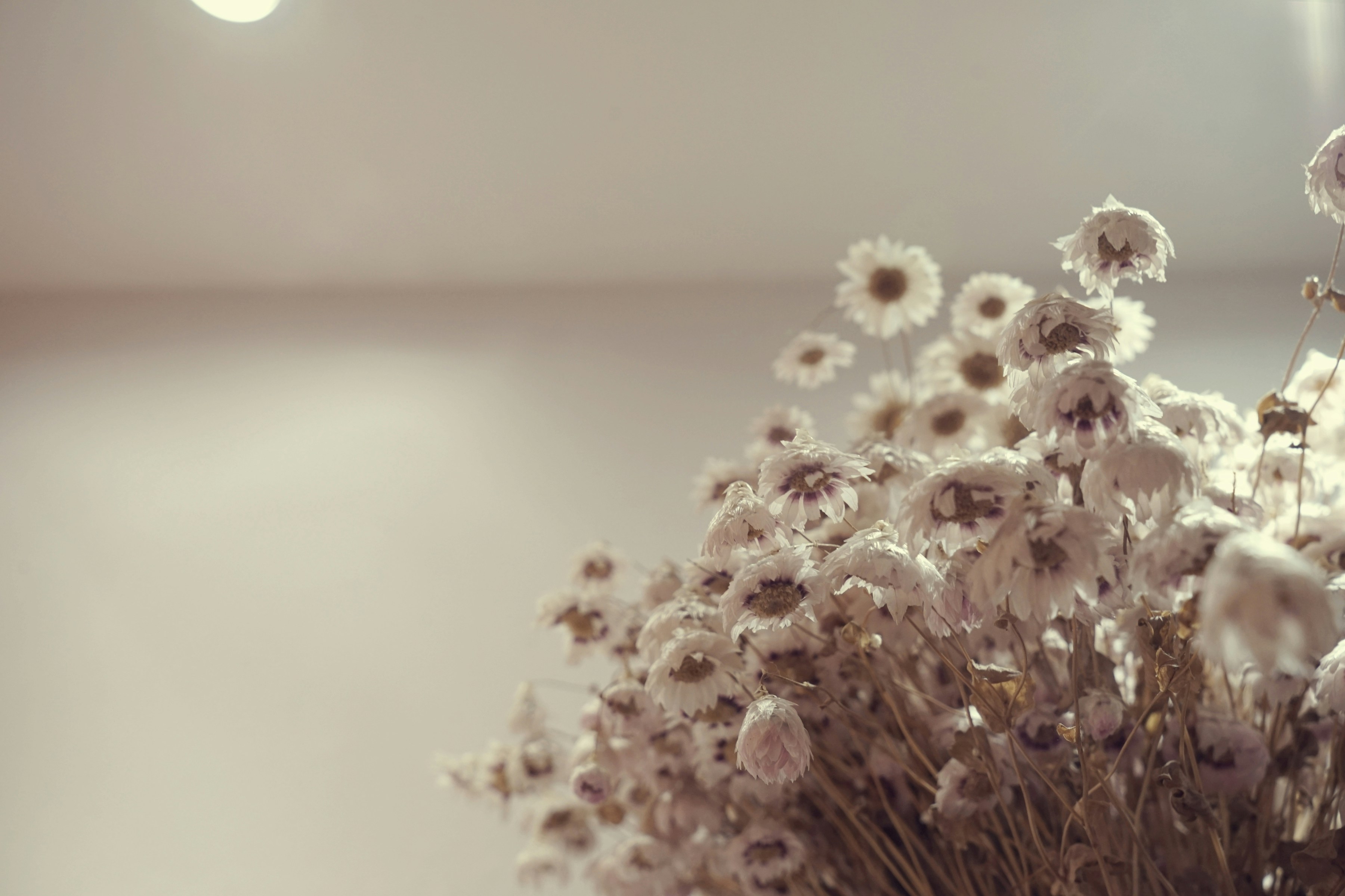Backlit Quiet: A Close-Up of Dried Daisy Bouquet in Soft Focus