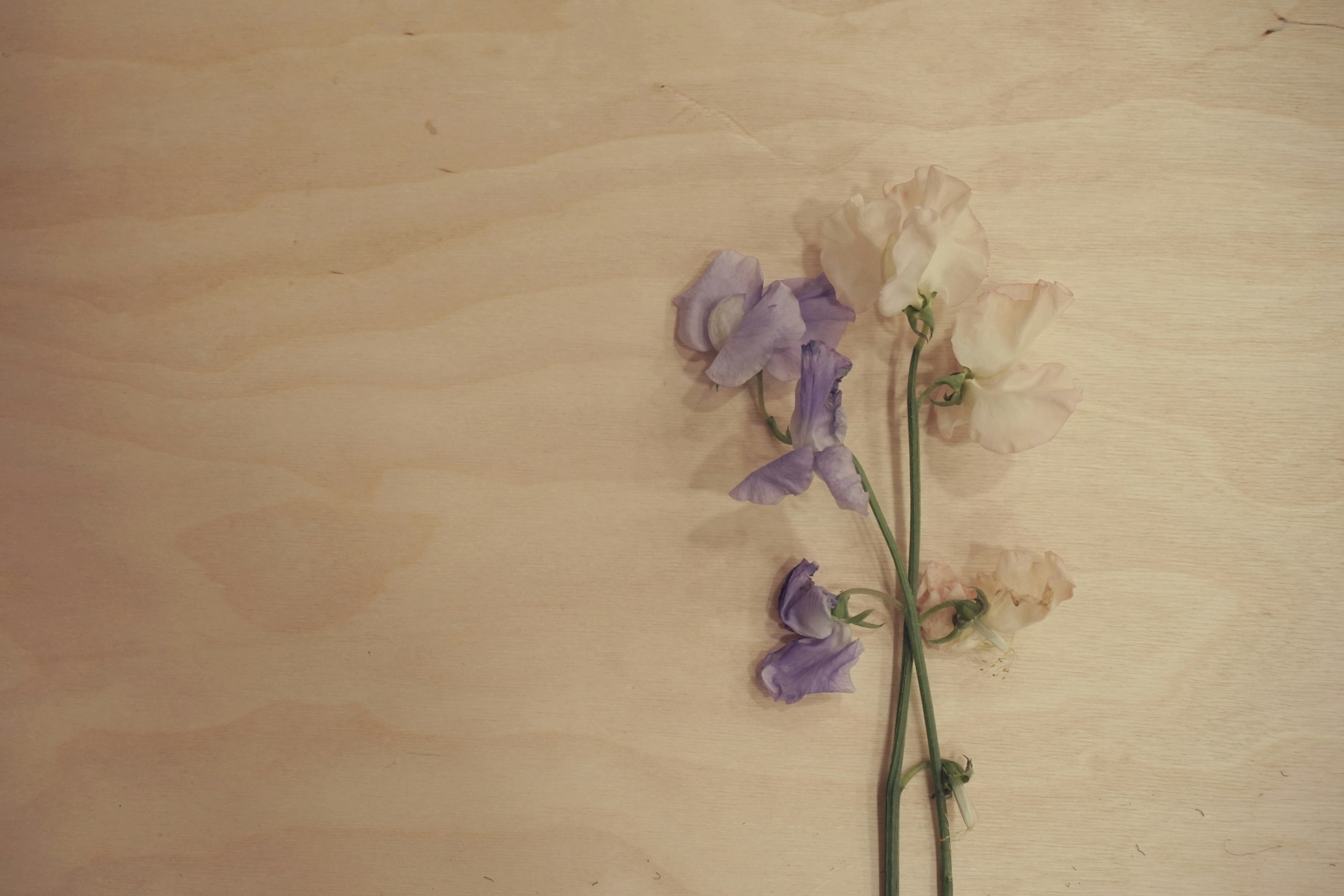 Dried Violet and Cream Blooms on Pale Wood