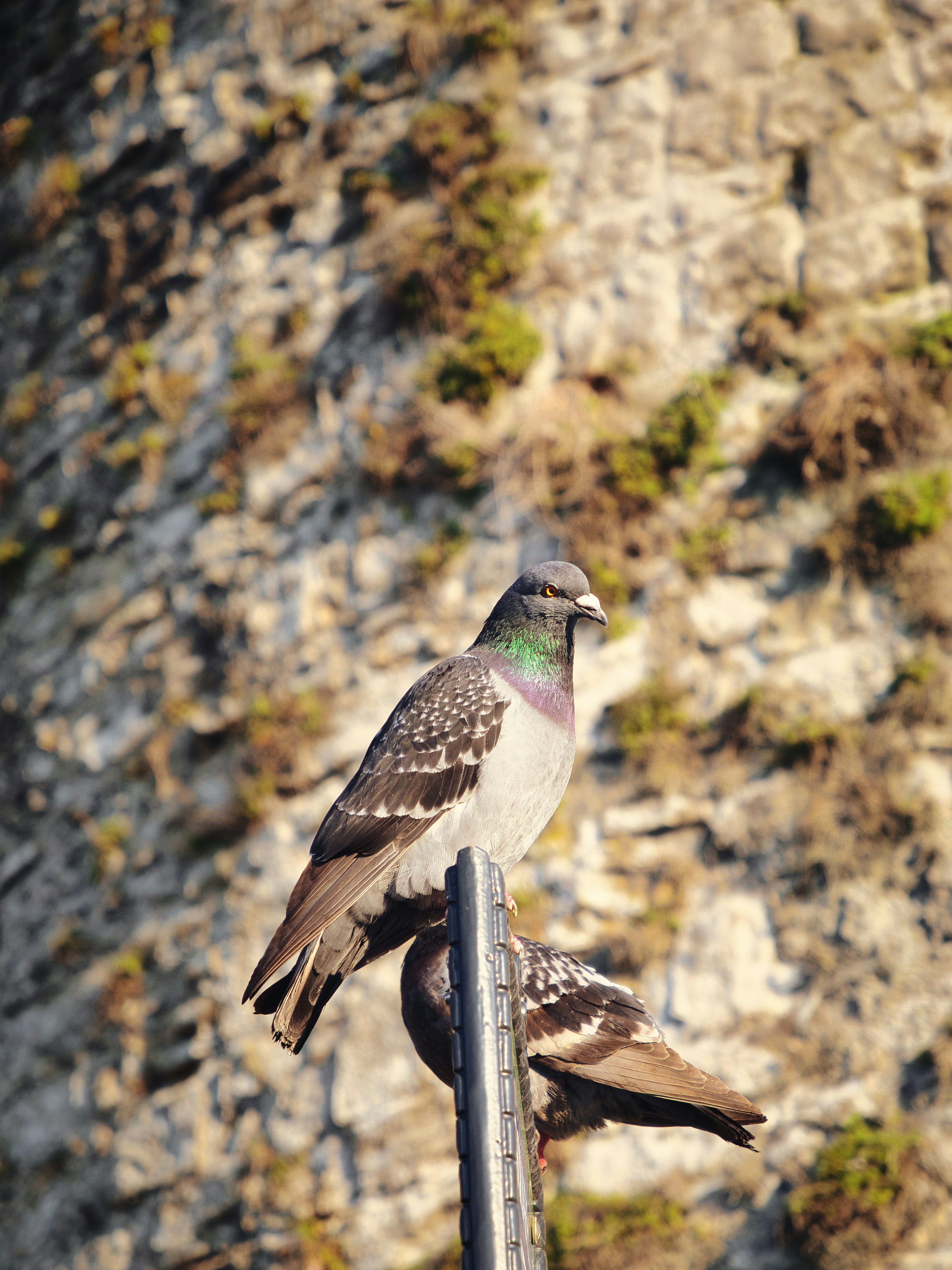 Salt-and-Feather Summit: Pigeon on a Cliffside Rail