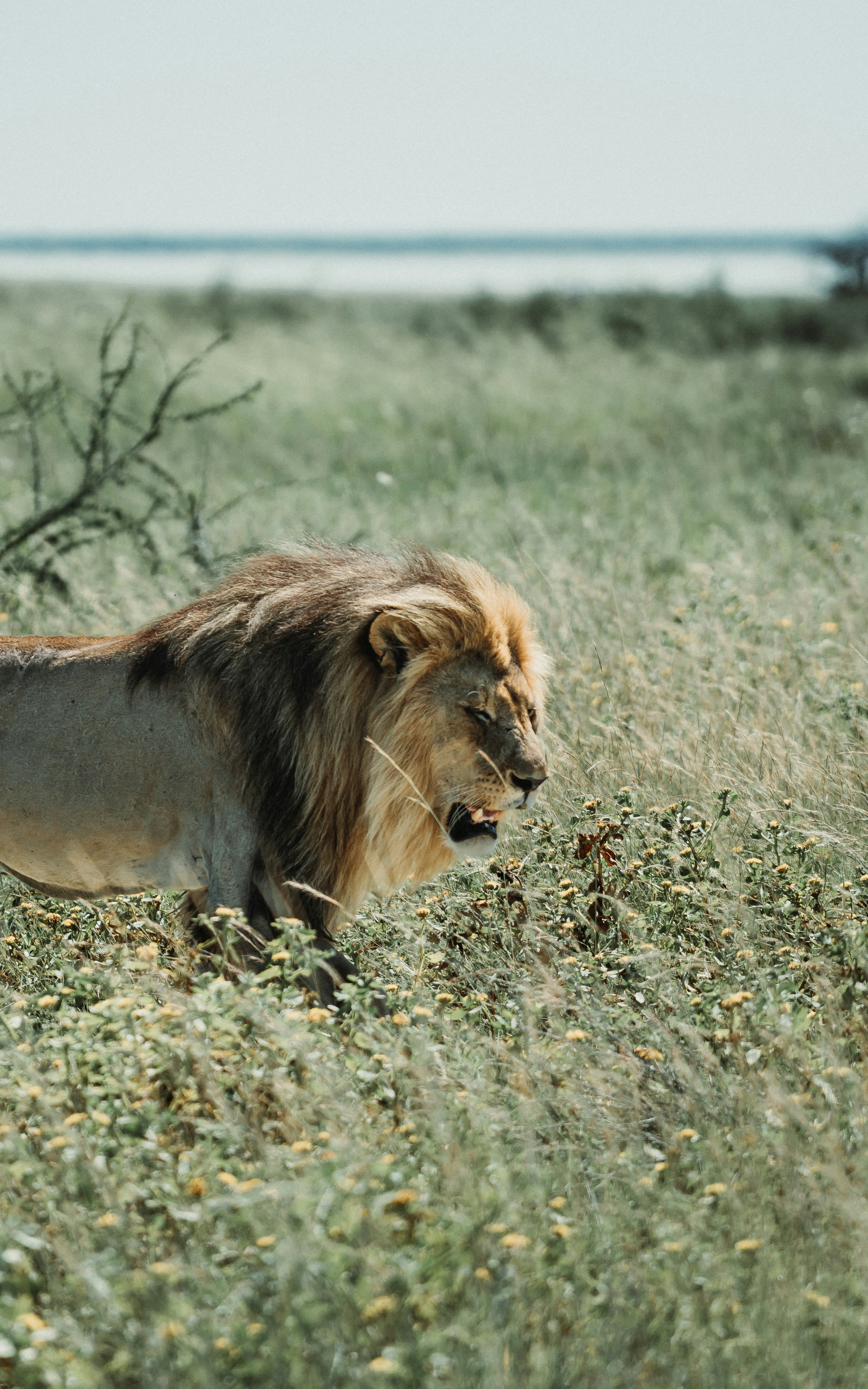 Lion walking through tall grass, showcasing its powerful stature in a natural habitat. The scene captures the essence of wildlife in the open savanna.