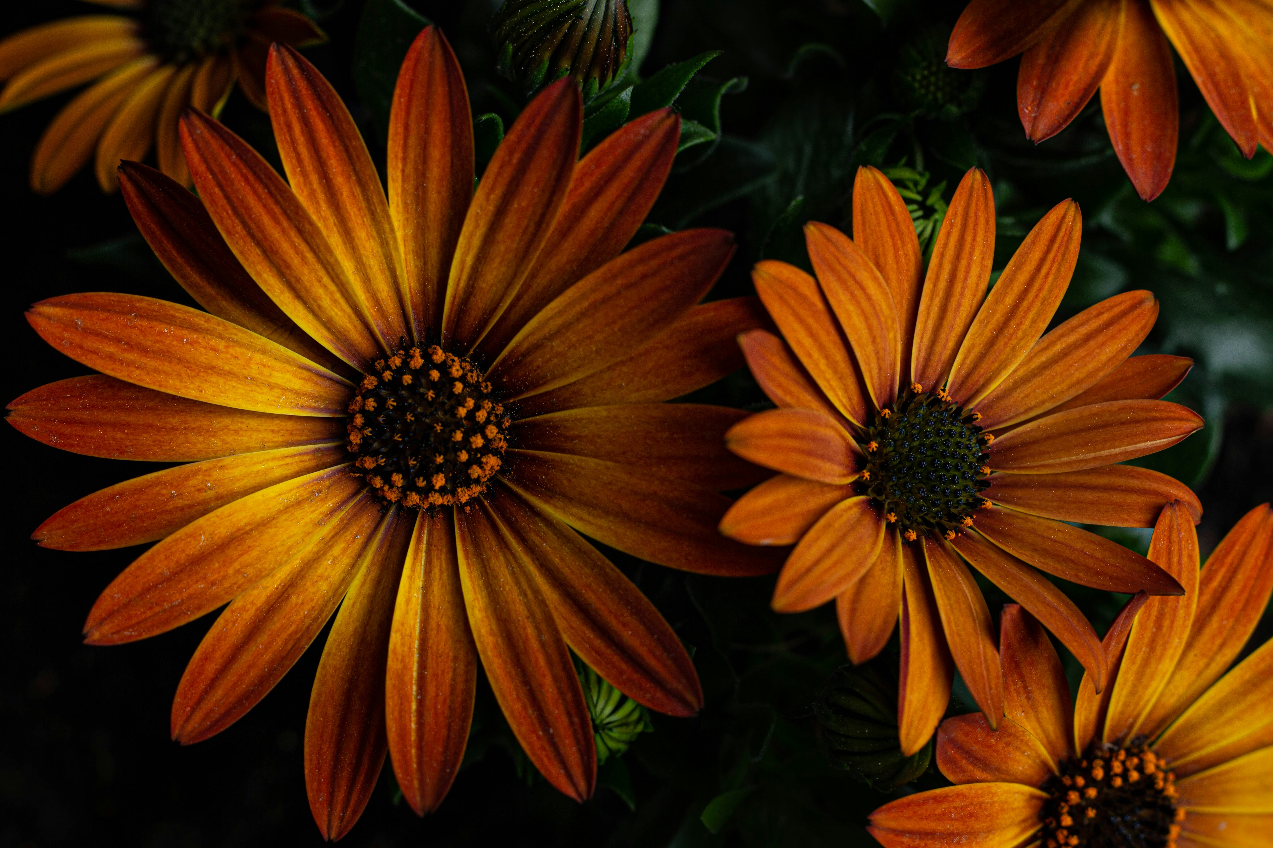 My Fairytale garden (@myfairytalegarden) | Comunidad de fotos de Unsplash