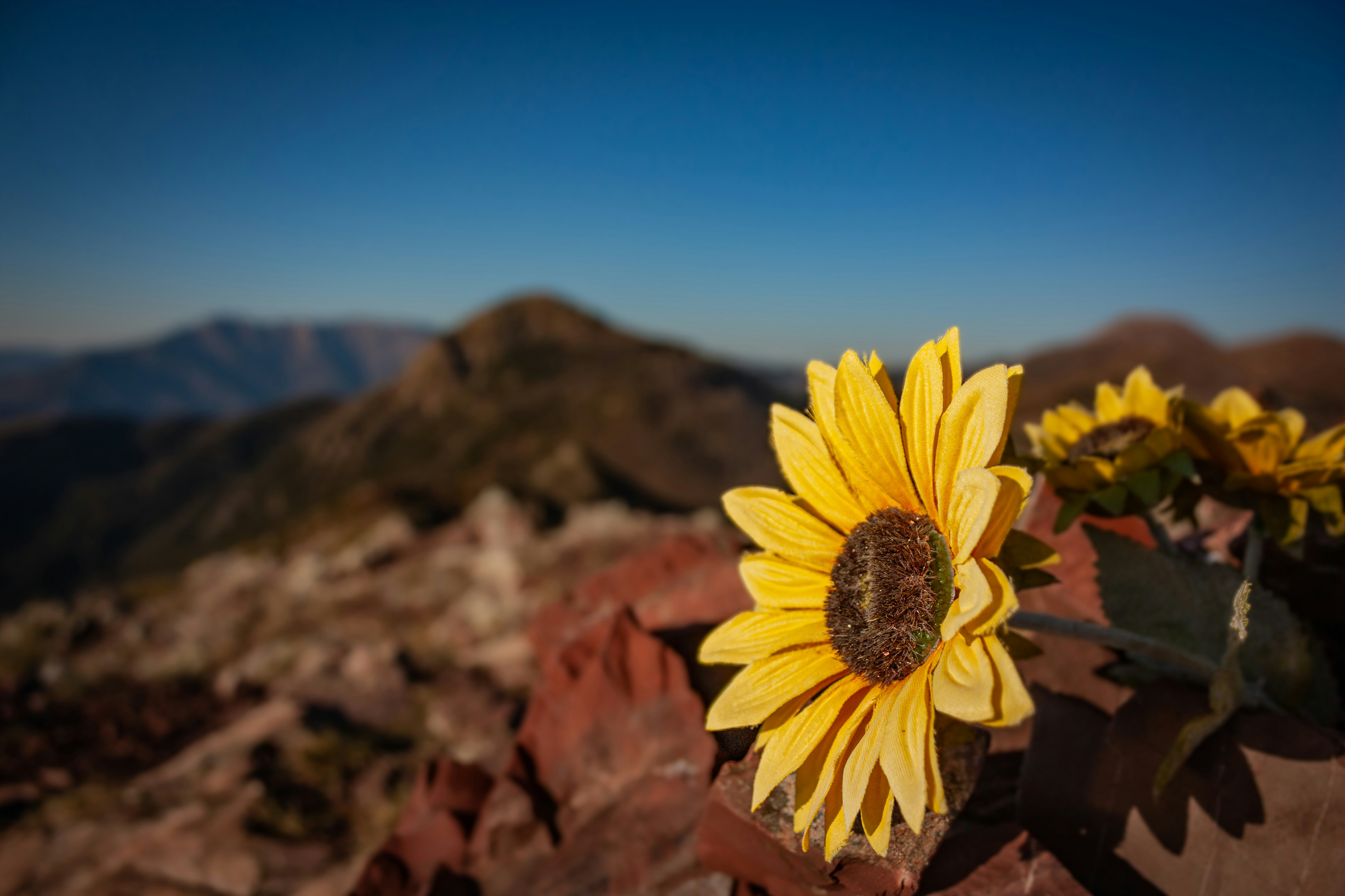 a yellow flower in a desert