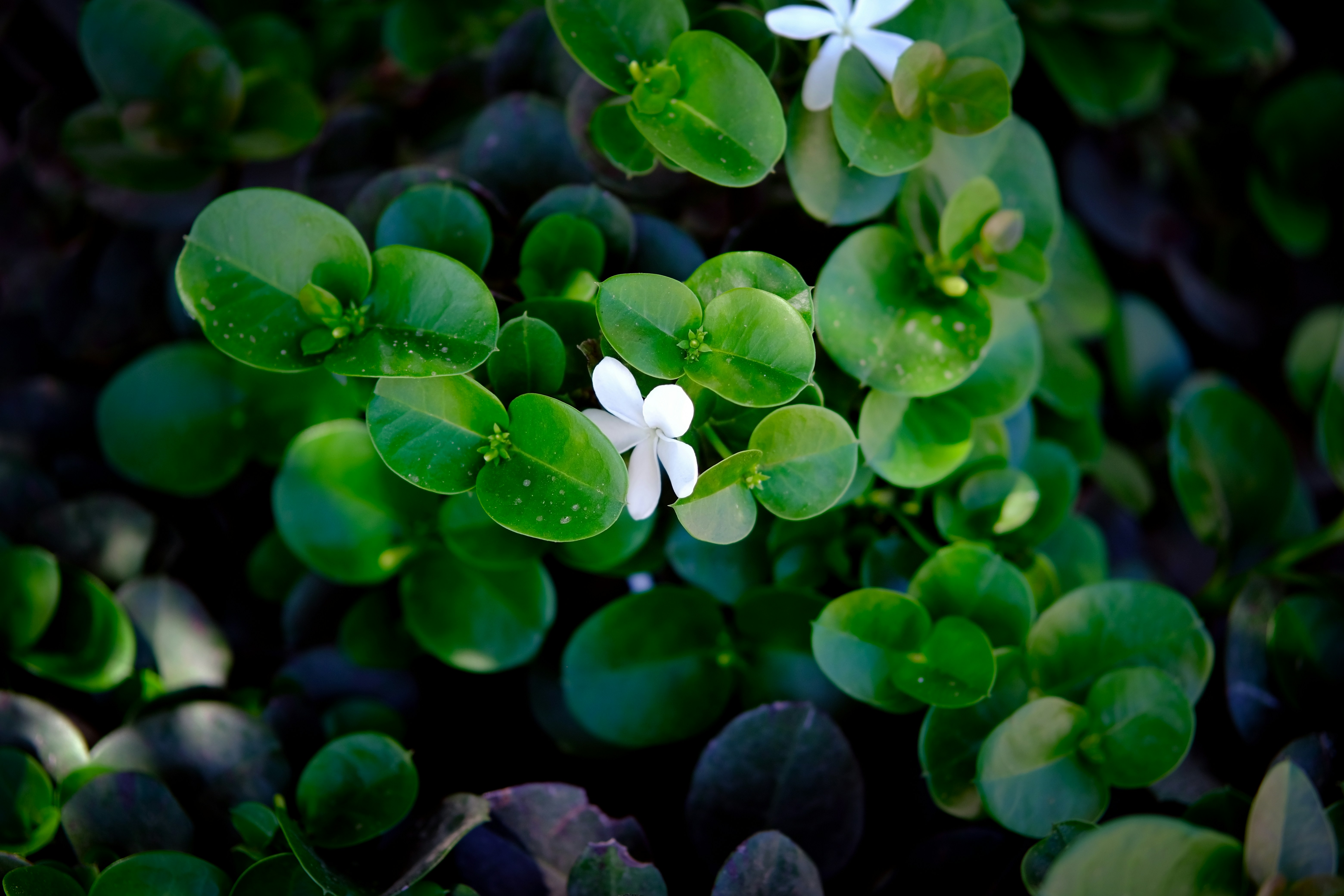 a close up of some berries