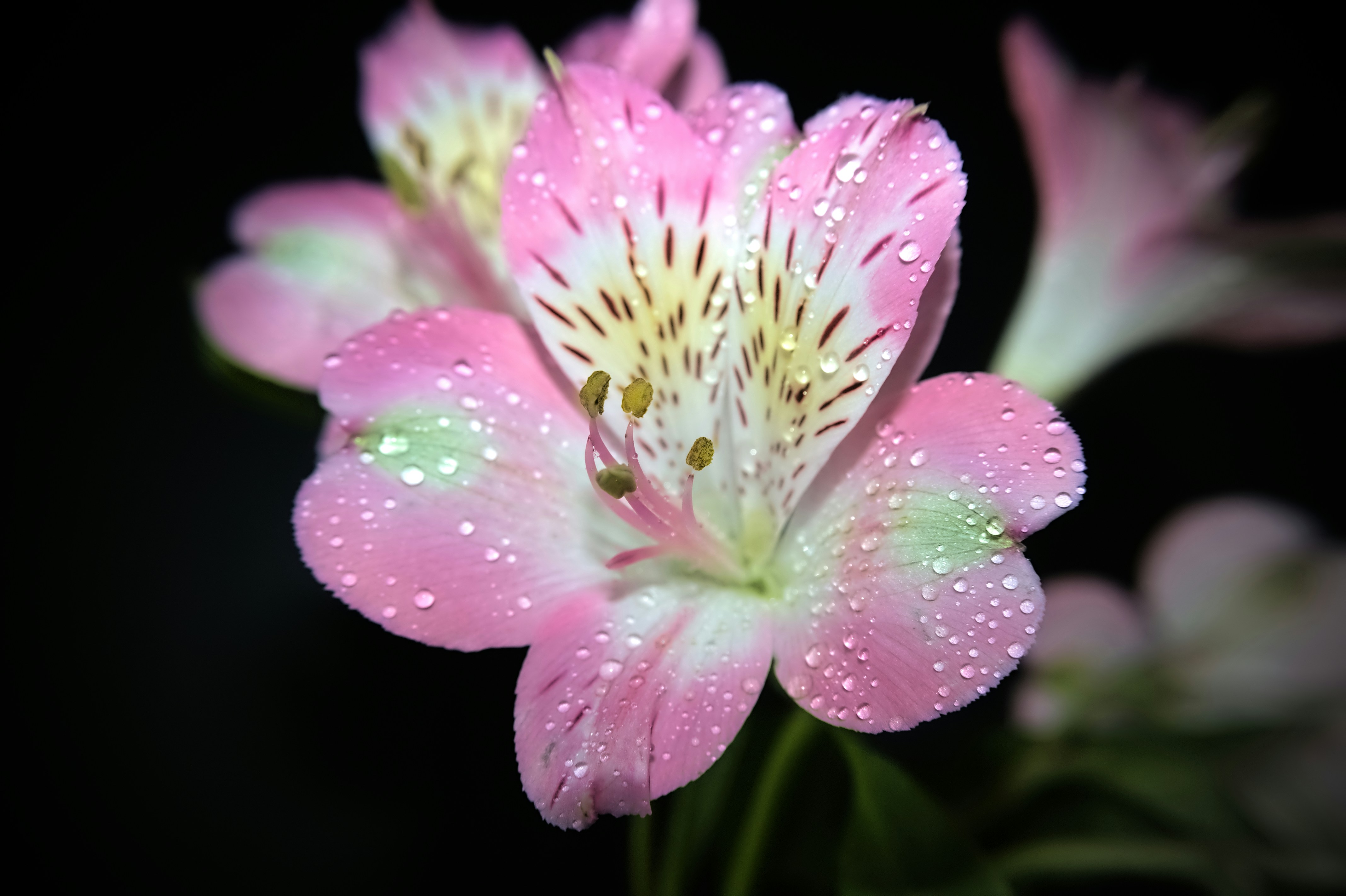Macro of pink flower and dew drops