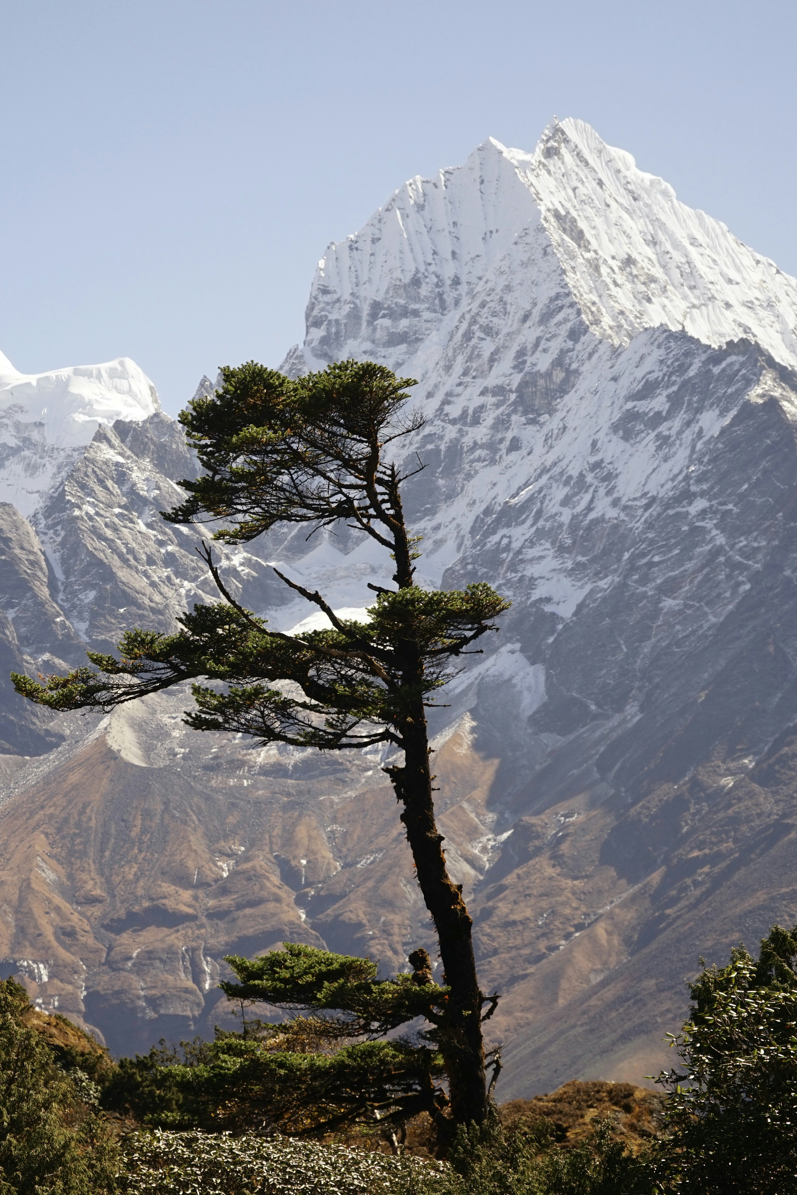 A solitary tree stands tall against a backdrop of towering snow-capped mountains, showcasing nature's resilience in a rugged landscape.