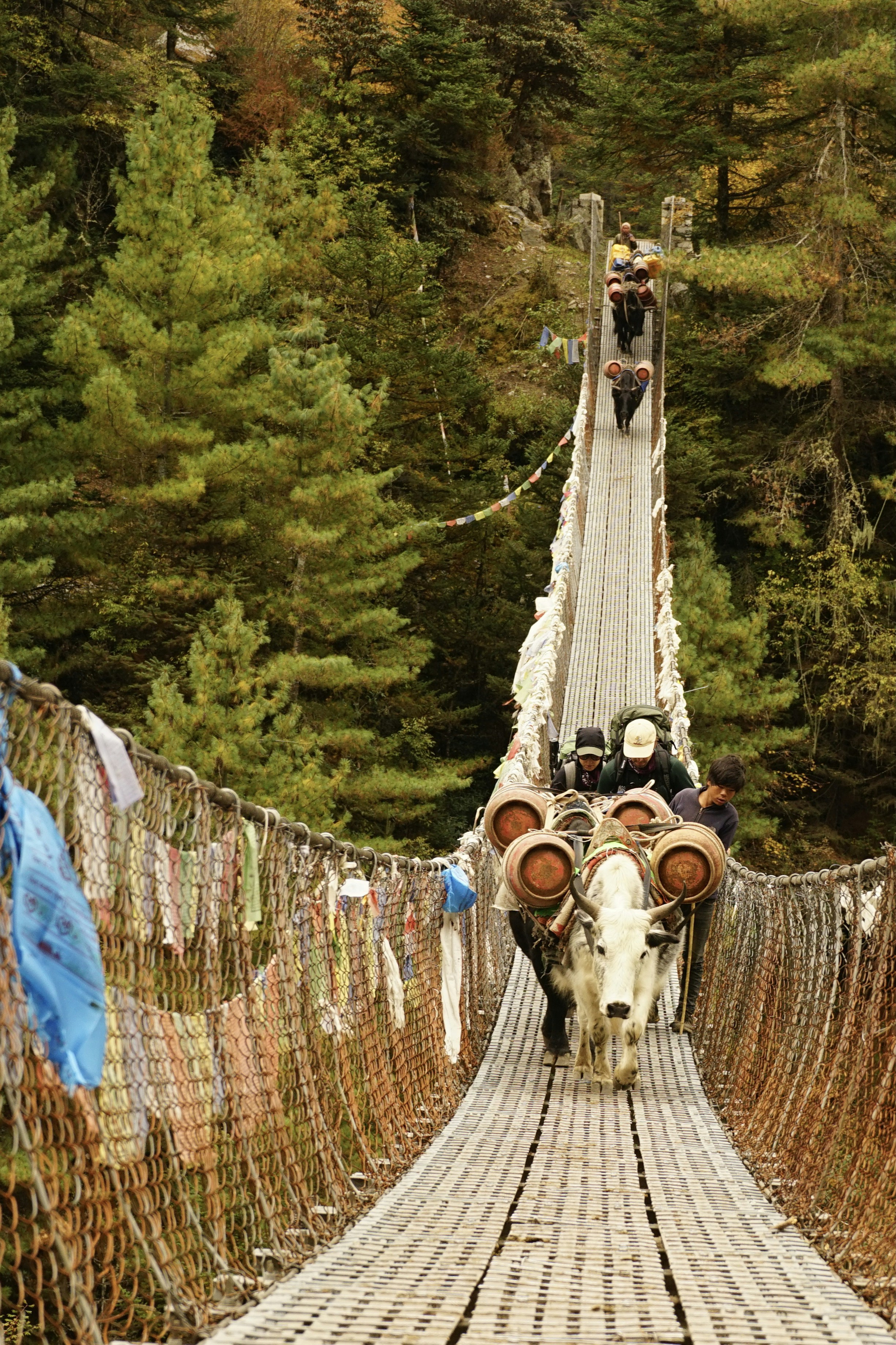 Suspension bridge with travelers and a mule carrying pots, surrounded by lush pine trees and colorful prayer flags. The scene reflects a blend of nature and cultural heritage.