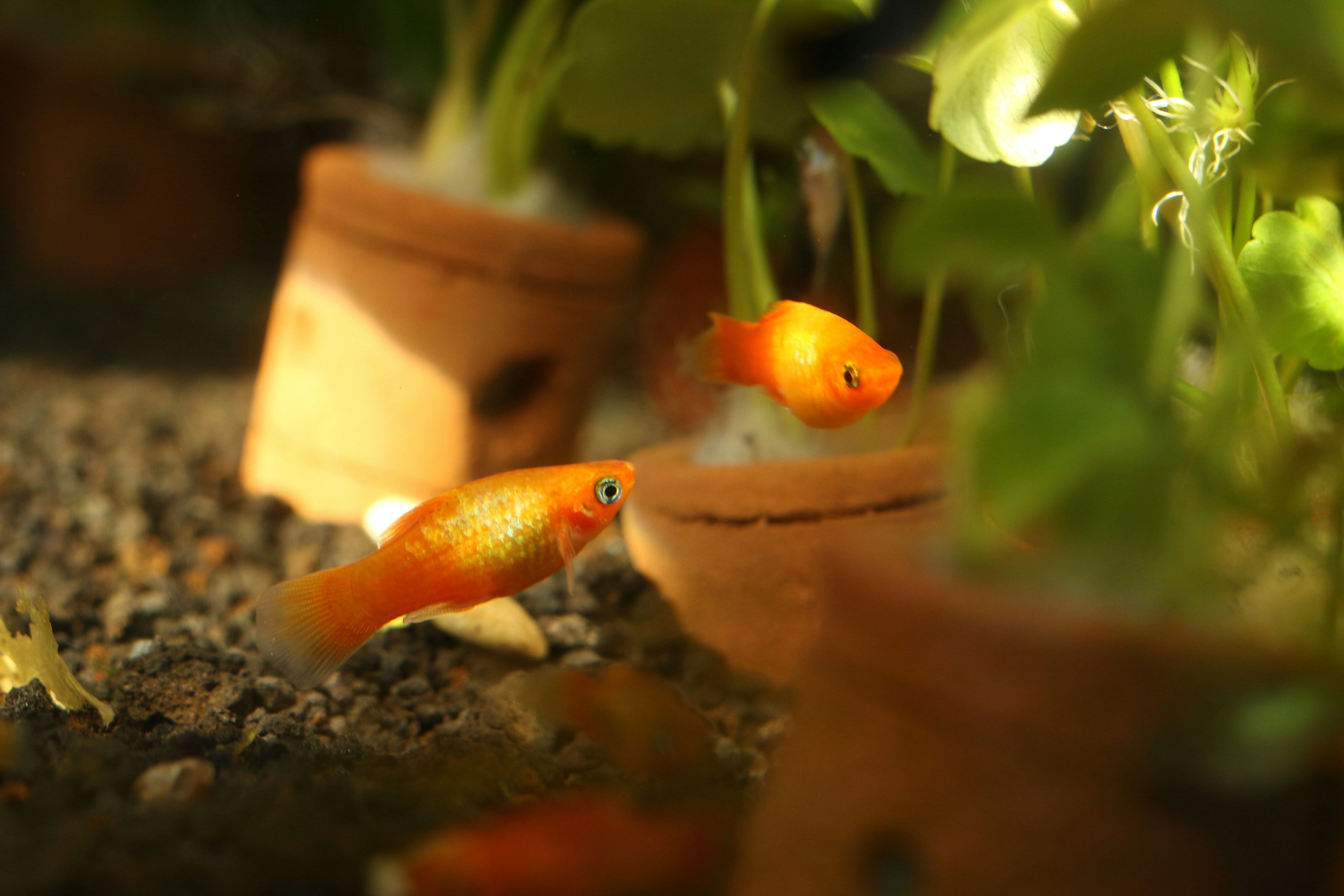 Two Orange Guppies Navigate a Quiet Aquarium Canyon