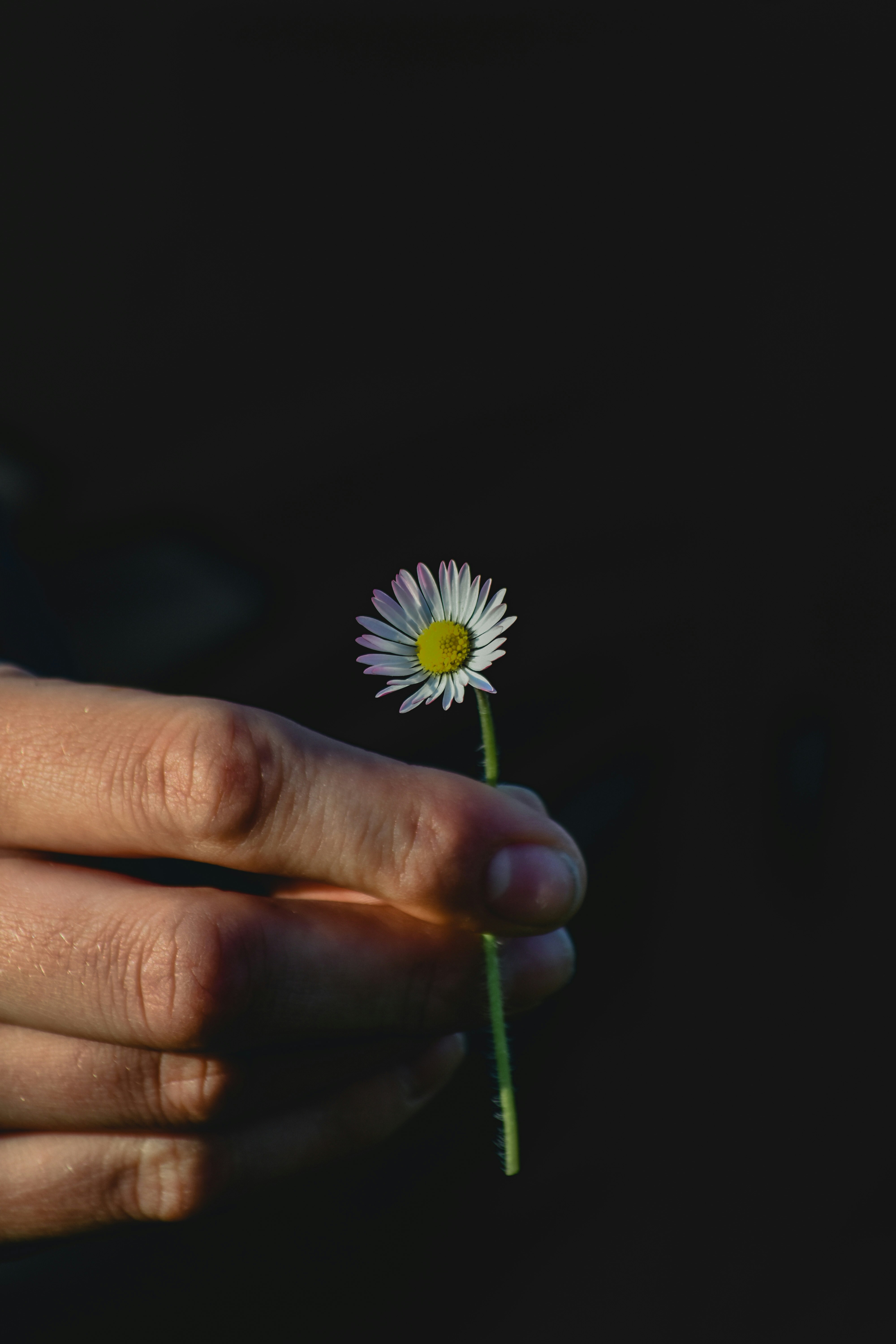 Close-up photograph of a hand holding a small daisy against a dark background. The focus centers on the flower, with soft bokeh simplifying the background and emphasizing the bloom's yellow center and white petals.